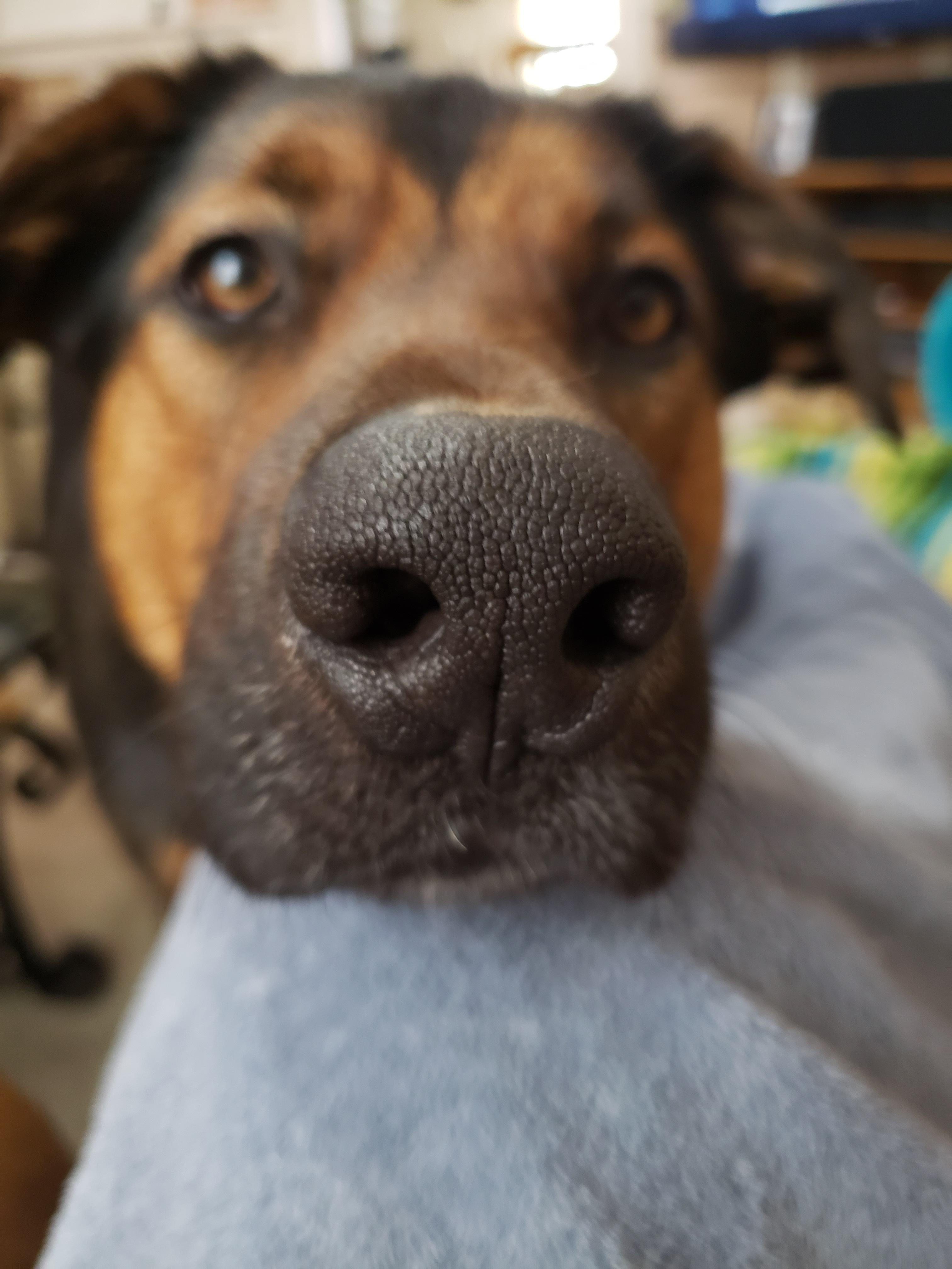 Boops for Daisy | Scrolller