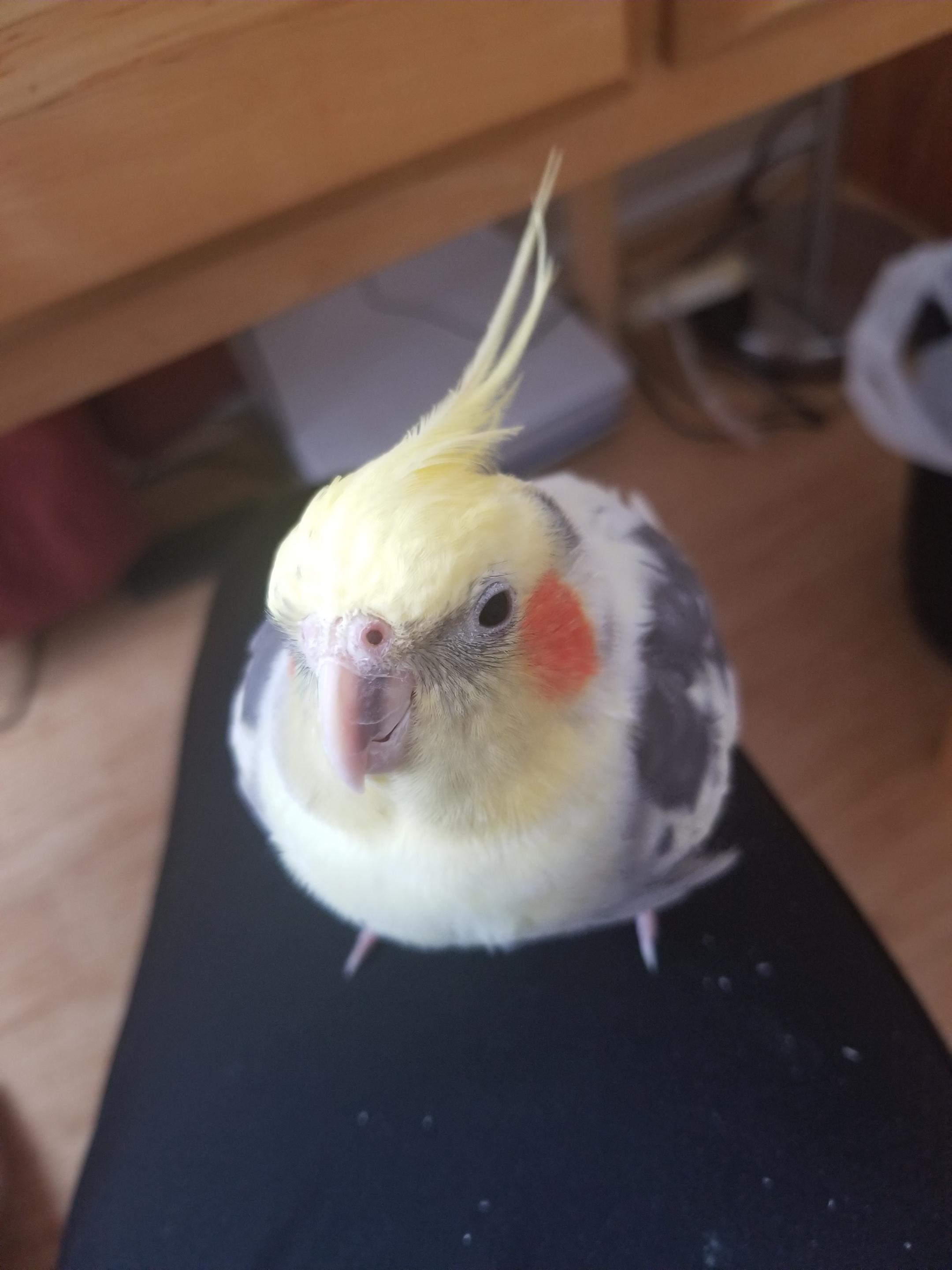 Borb orb | Scrolller