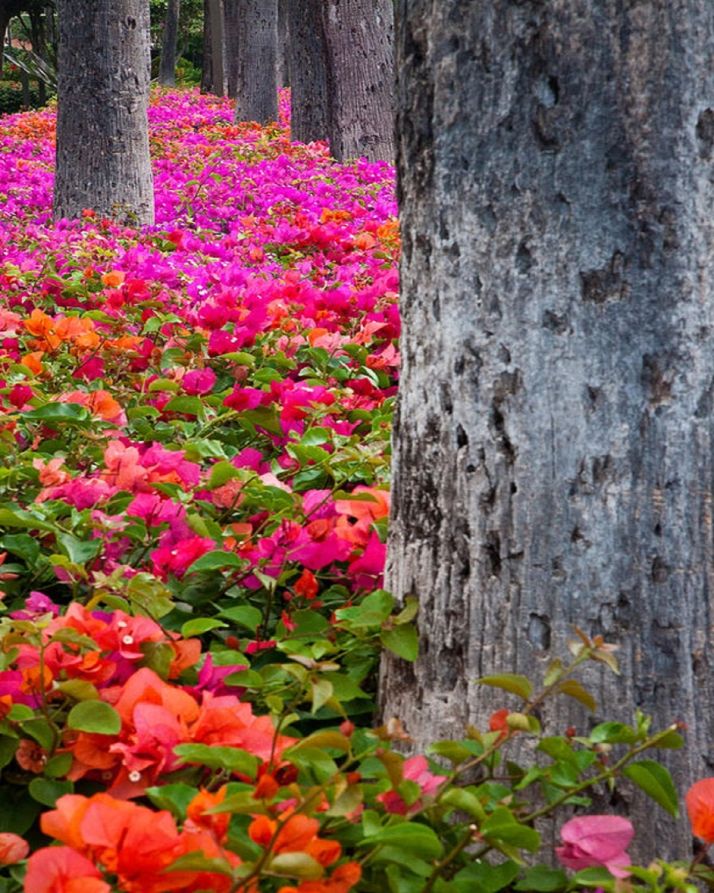 Bougainvillea Forest on Maui | Scrolller