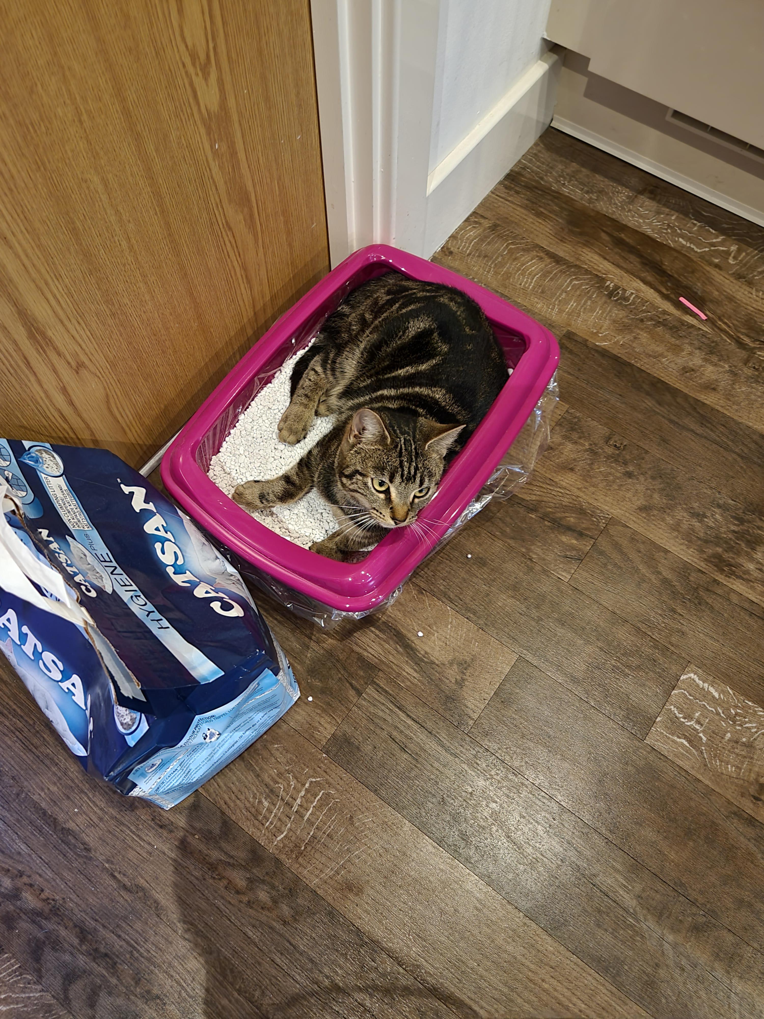 Bought cat a litter box . She thinks it's a weird bed. | Scrolller
