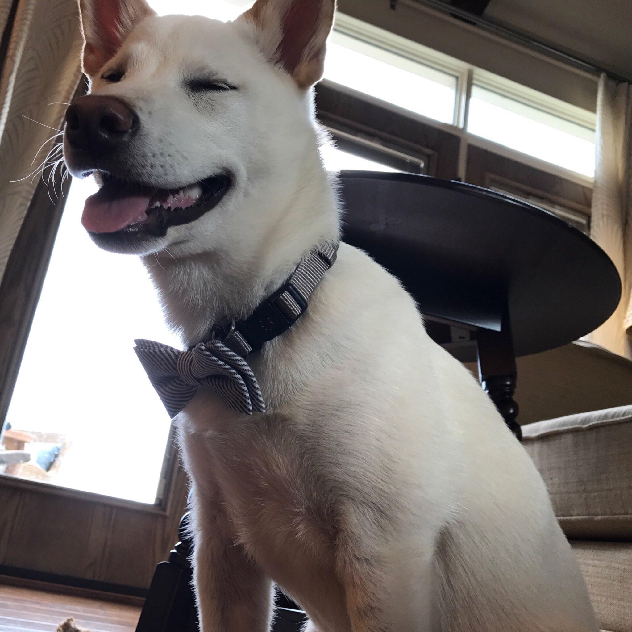 Bow Tie Shibe | Scrolller