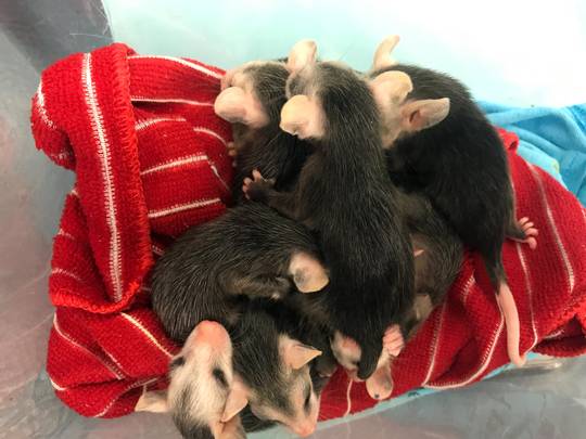 Box O'Possums [OC] | Scrolller