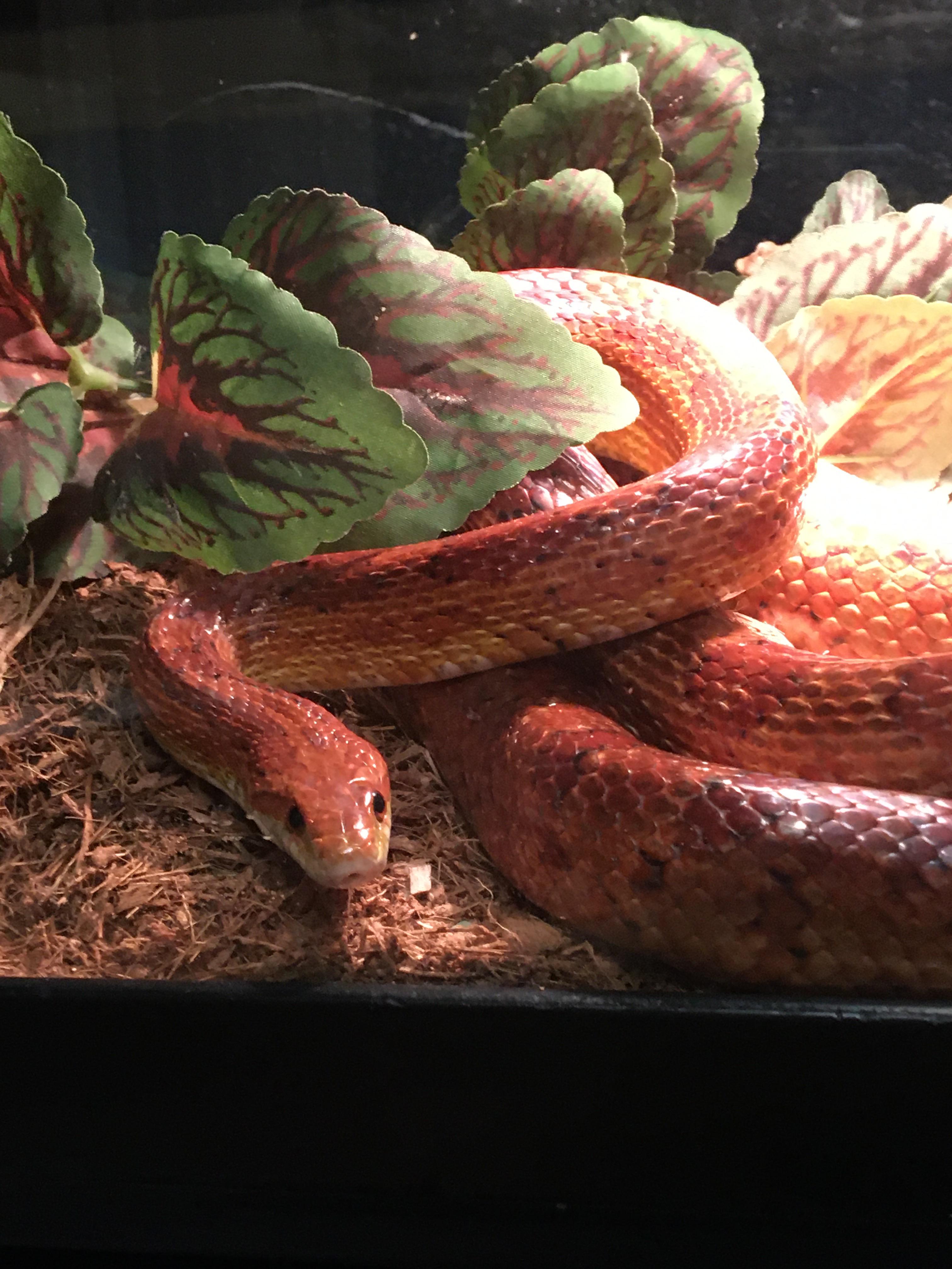 Boy looking beautiful after shedding 🐍 | Scrolller