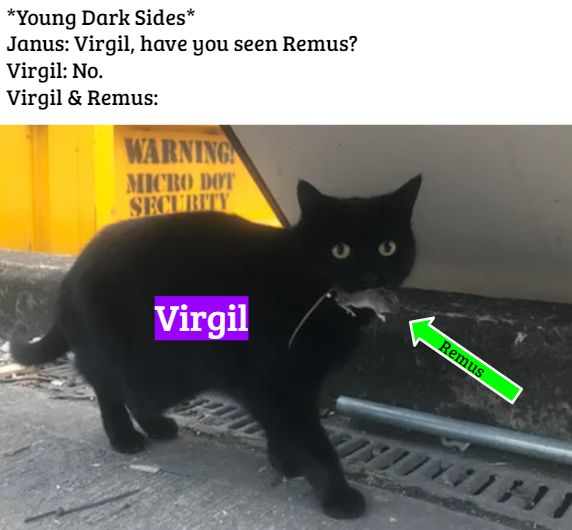 *Breaking News* Local Kitty Cat Catches Trash Rat | Scrolller