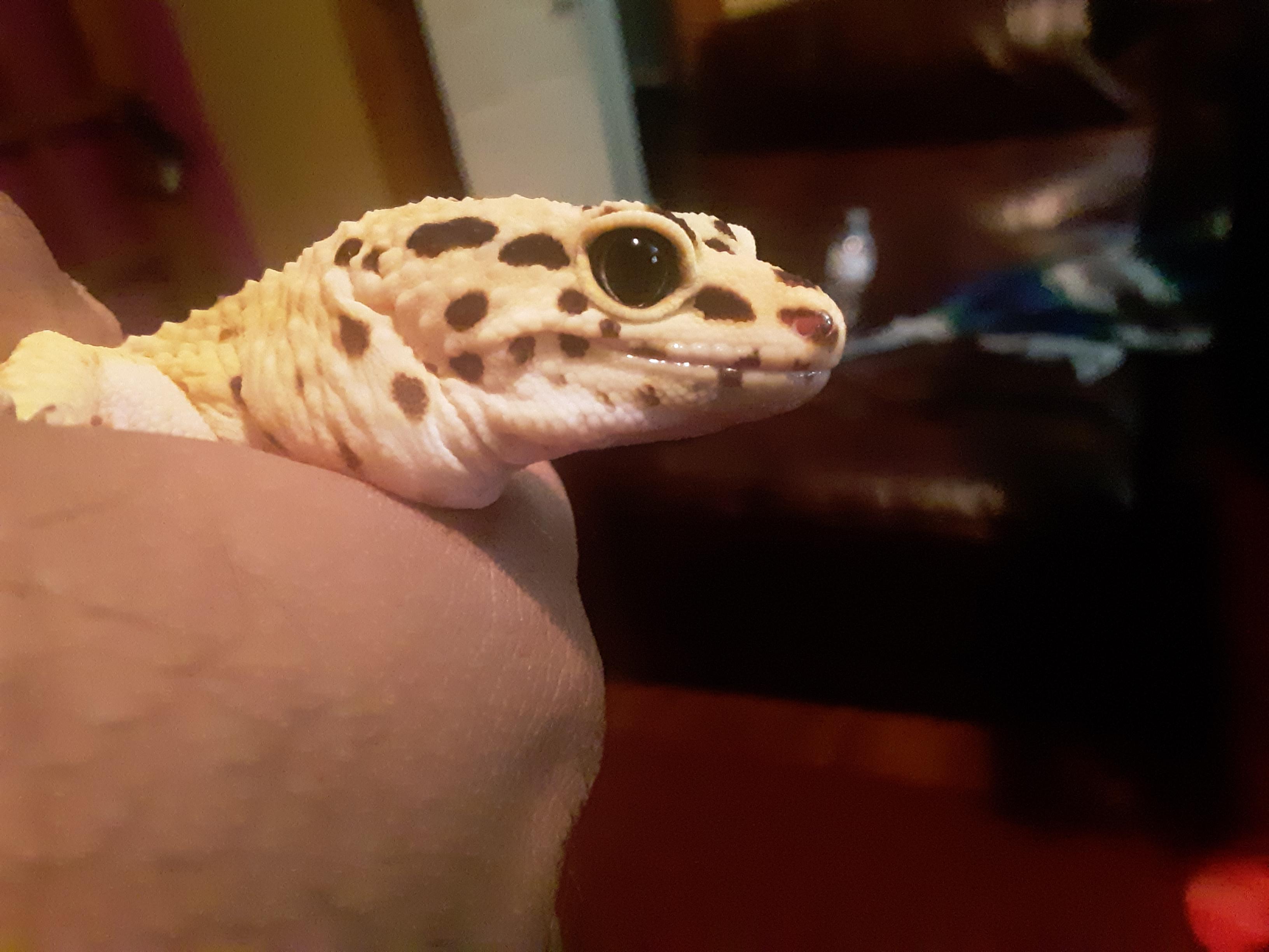 Bright eyed gecko 🤩 | Scrolller