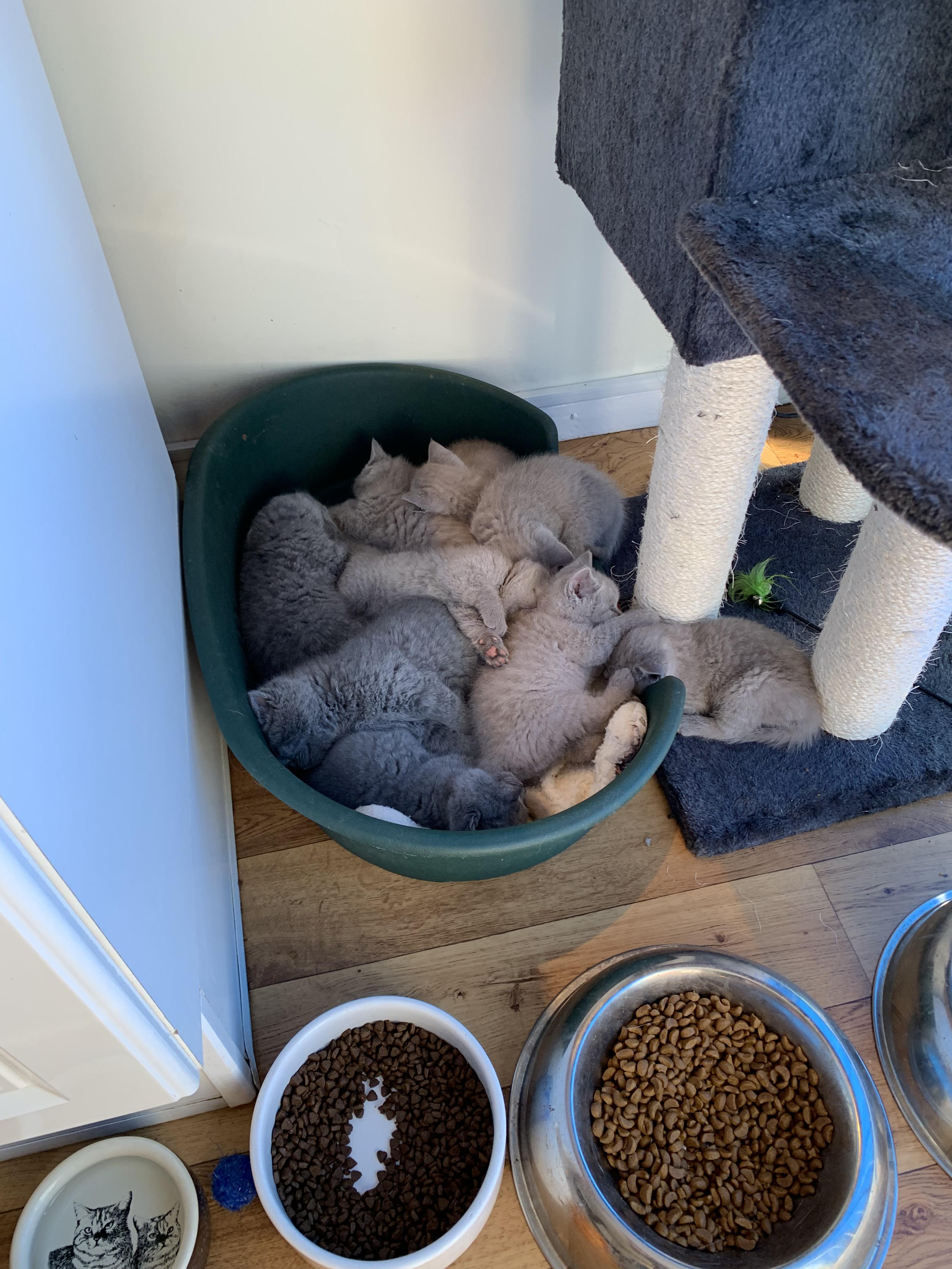 British shorthair kittens cuddle puddle | Scrolller