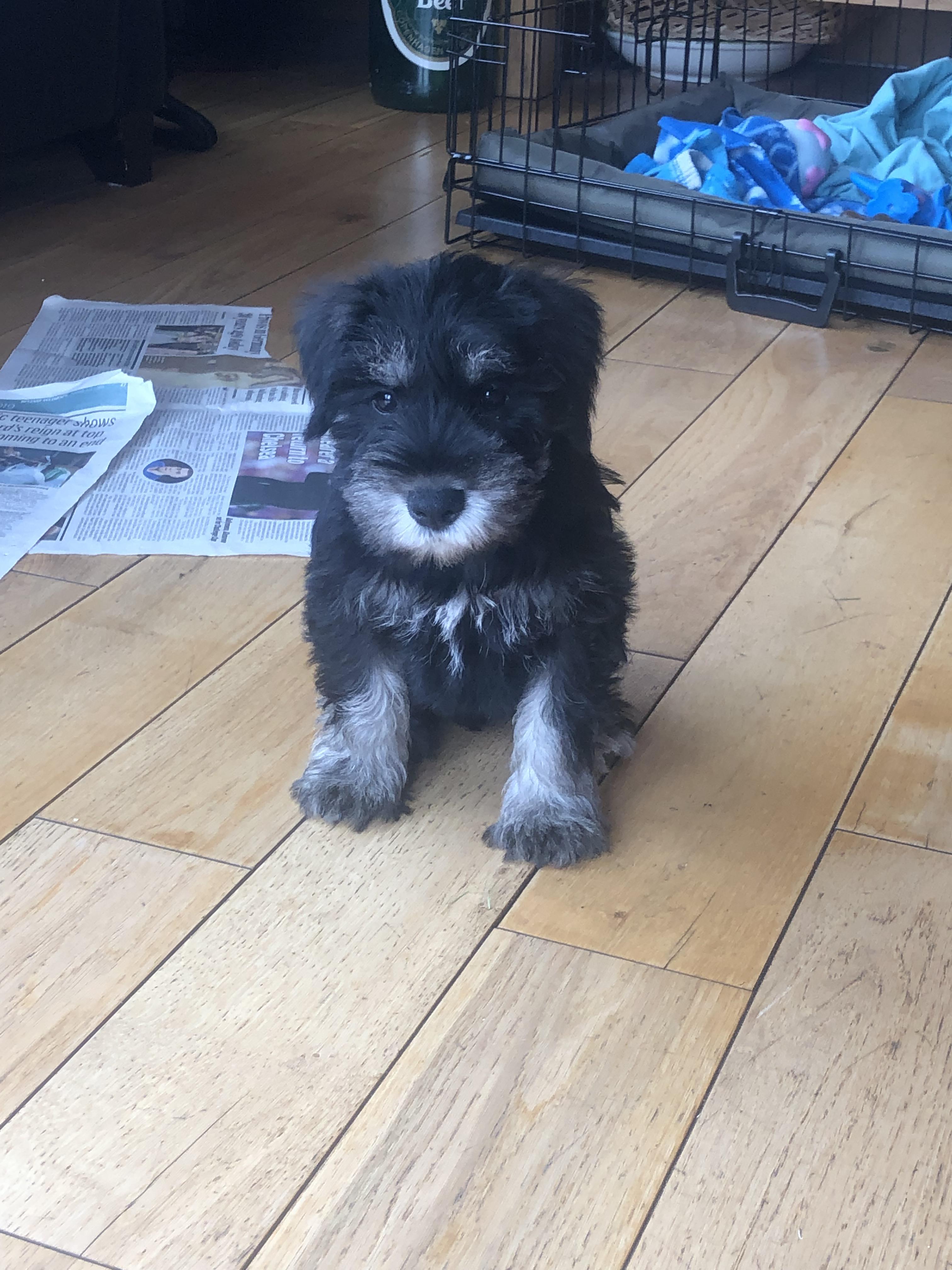 Brody’s first day home | Scrolller