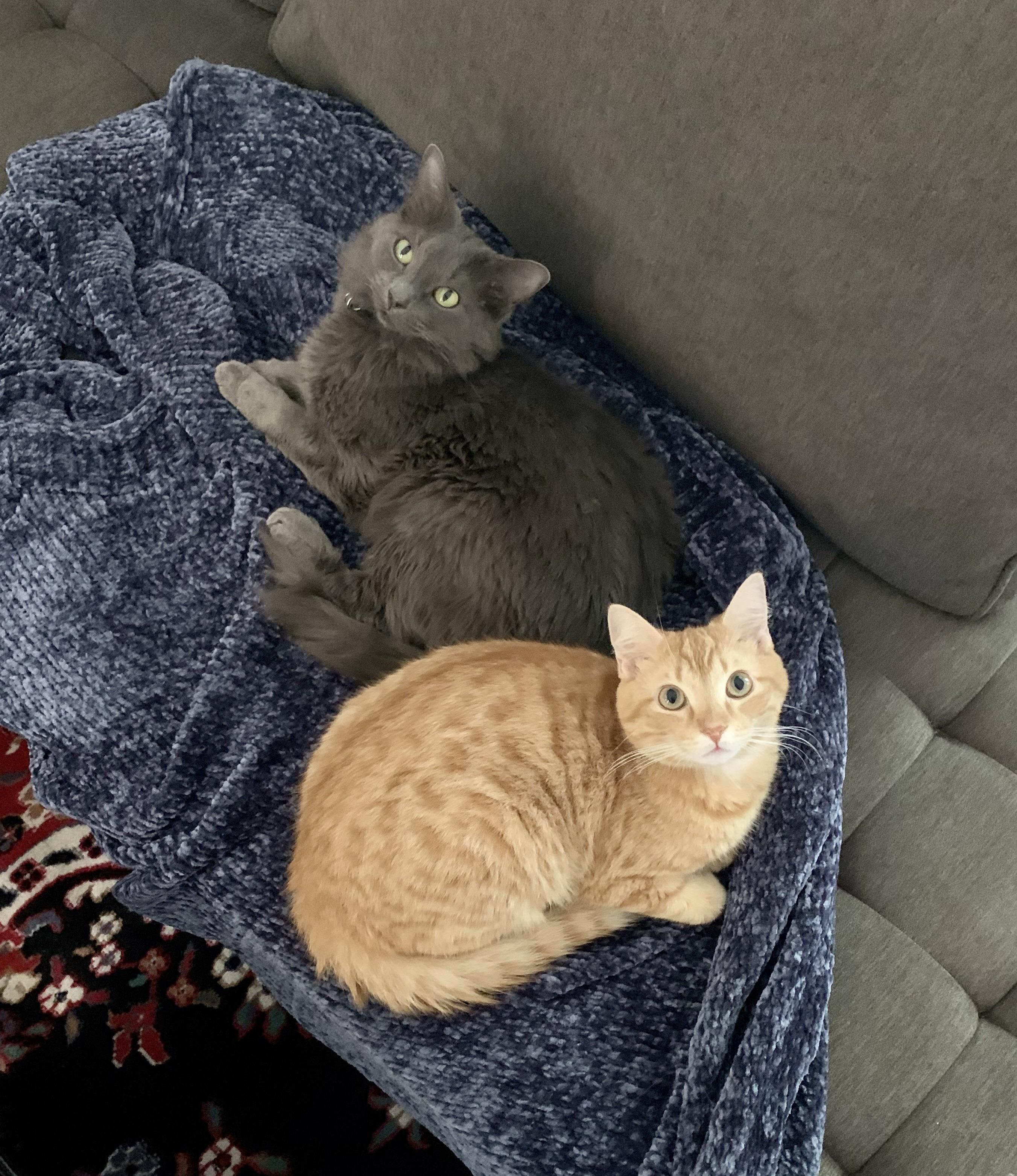 Brothers Scrolller
