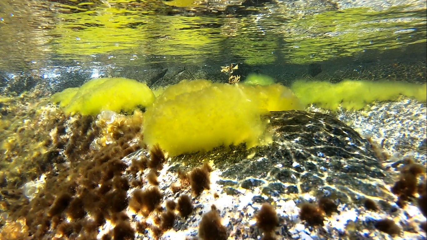 Brown and Green fluffy algae. Anyone able to help with Identification? | Scrolller