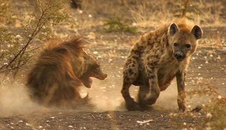 Brown and spotted hyena interact | Scrolller