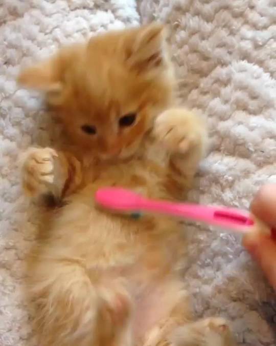 Brushie vs Kitten Belly | Scrolller