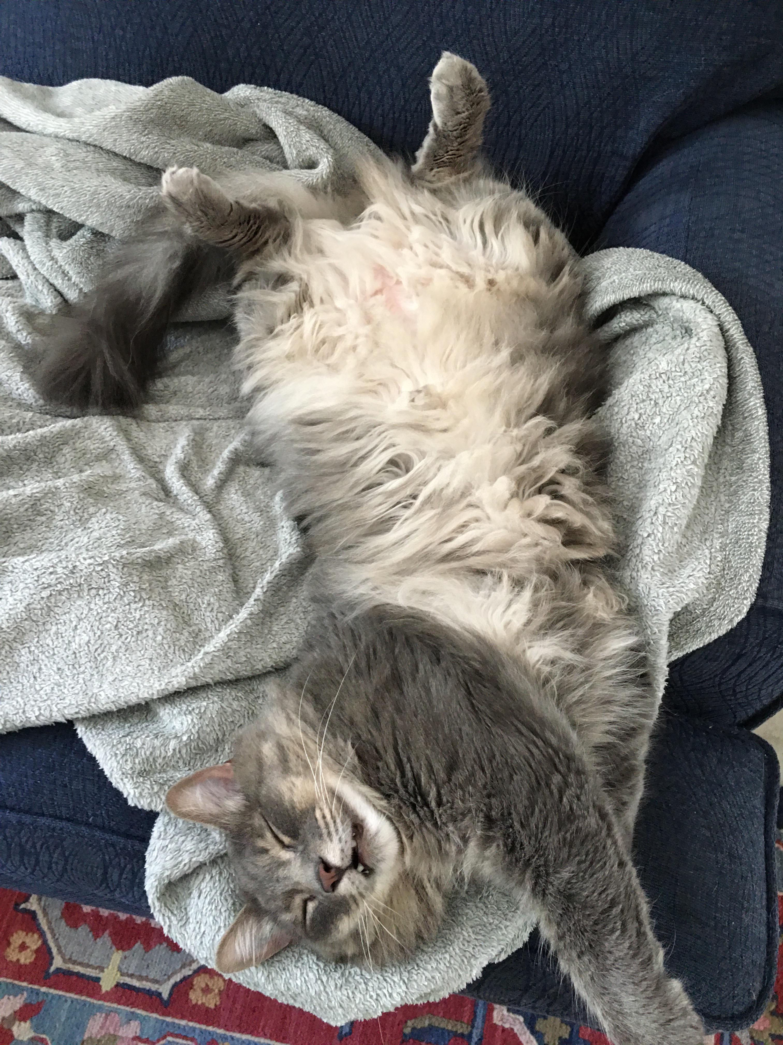 Bubba and his sleepy belly! | Scrolller
