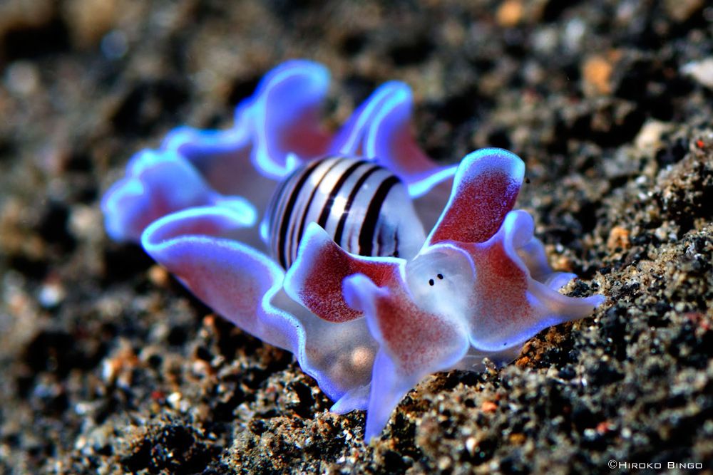 🔥 bubble shell sea slug 🔥 | Scrolller