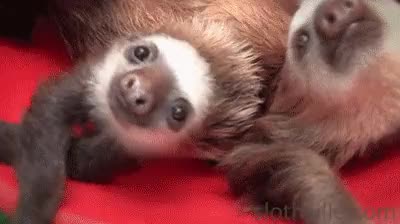 Bucket full o' sloths | Scrolller
