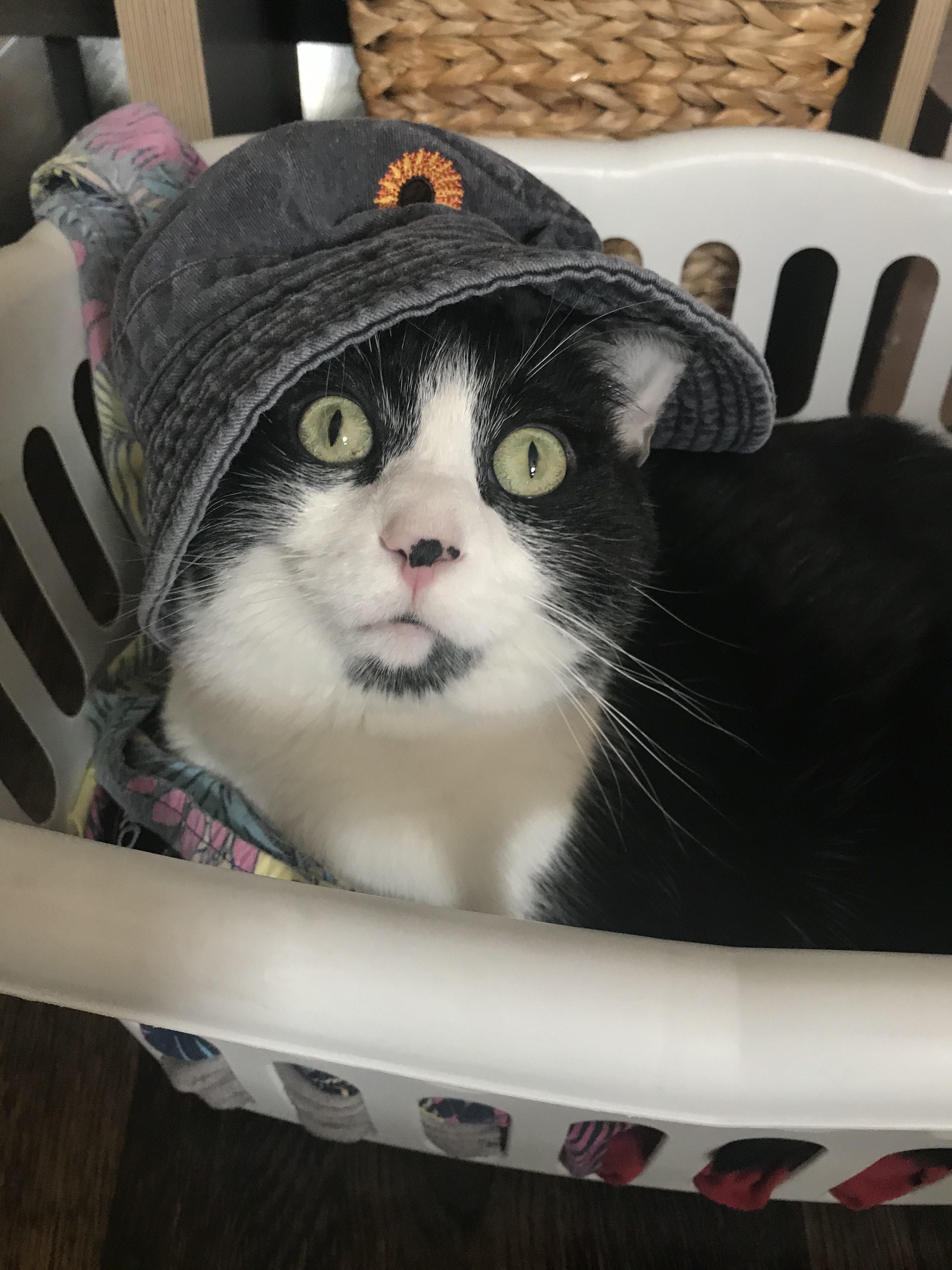 Bucket Hat Cat Phil! | Scrolller