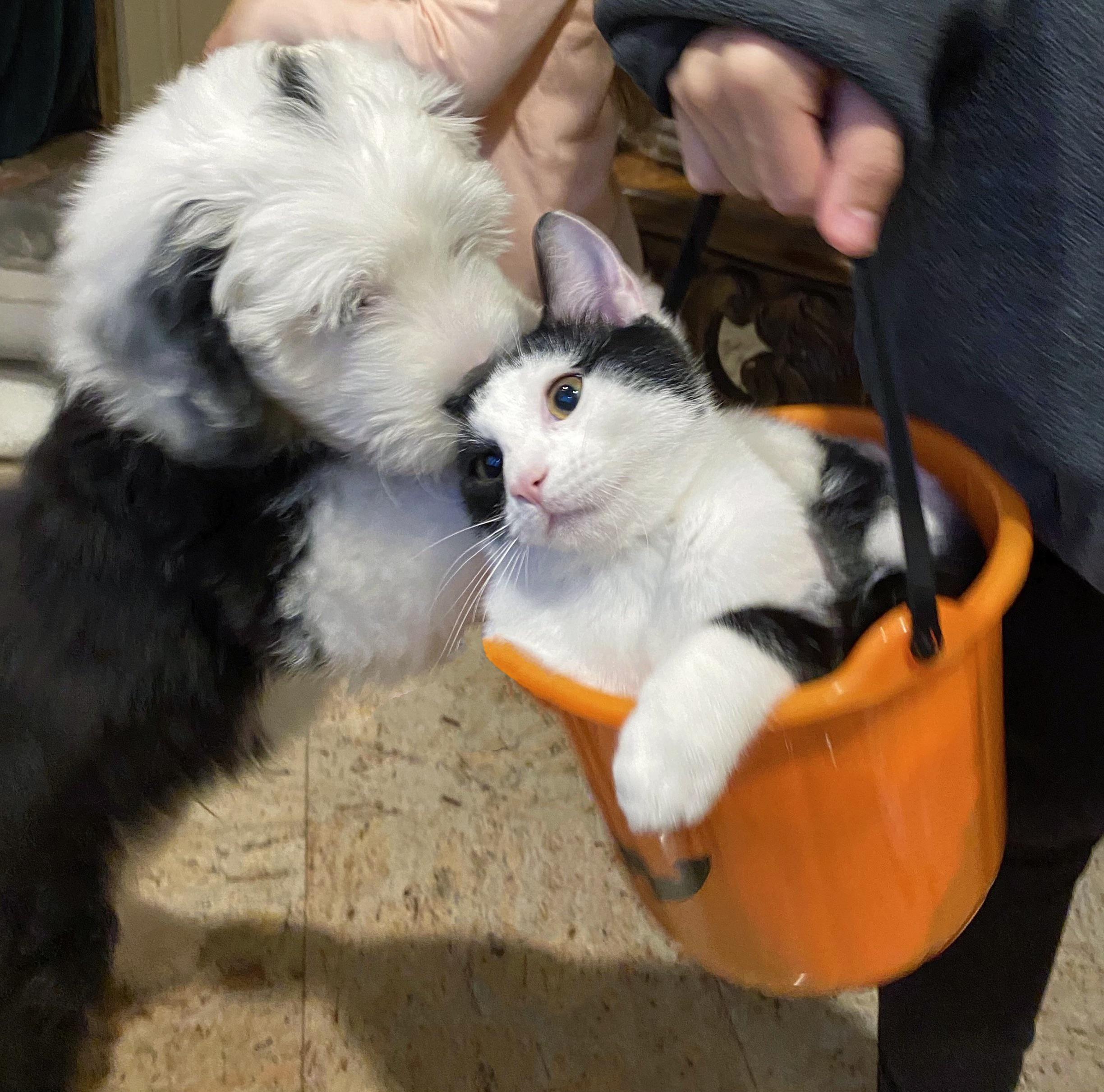 Bucket of treats | Scrolller