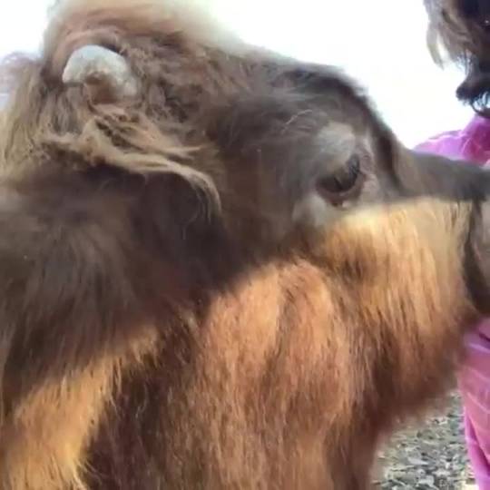 Buckley gets his hair brushed | Scrolller