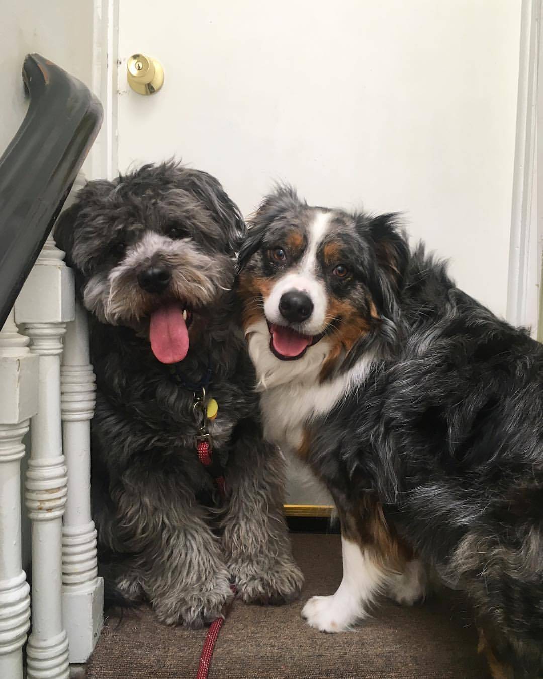 Buddy and his best pal Benny ! | Scrolller