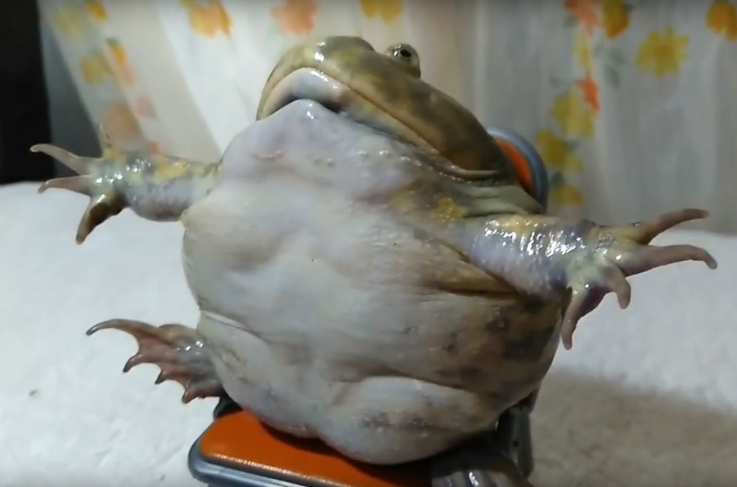 Budget frog sitting on a chair . | Scrolller