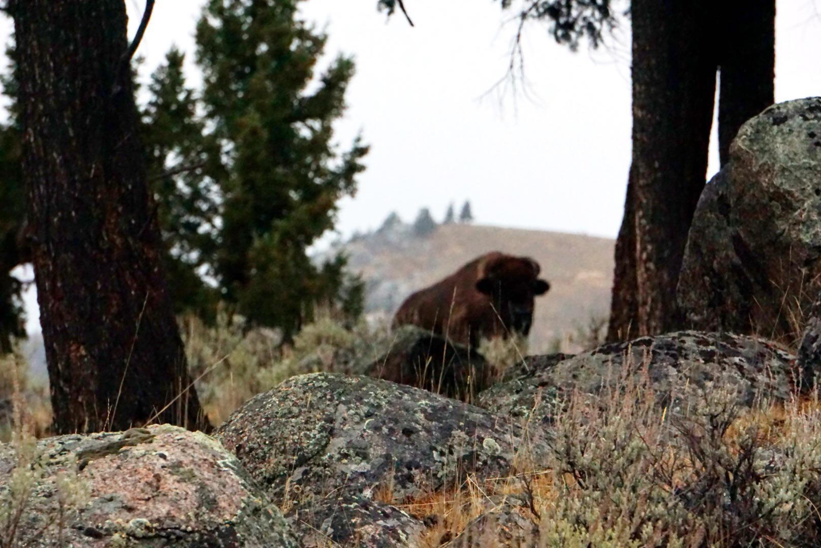 Buffaloooouuuu bison boi | Scrolller