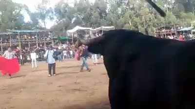 Bull-Induced Panic | Scrolller