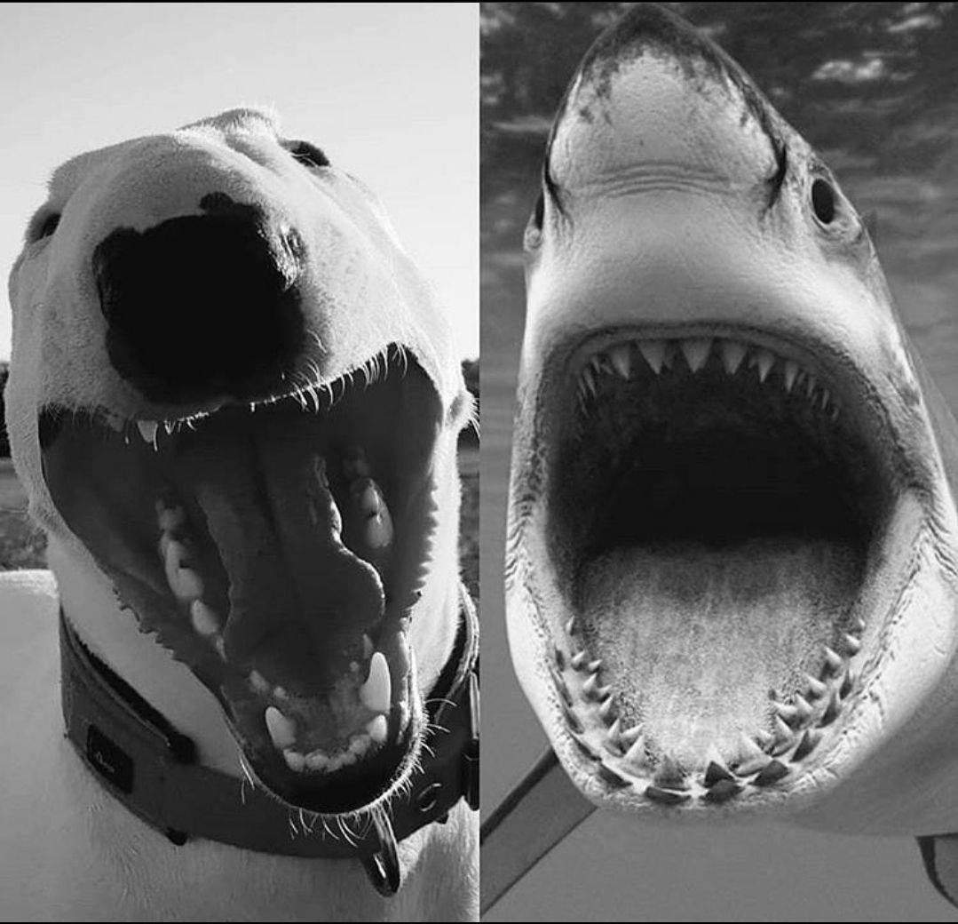 Bull Jaws 😱 | Scrolller