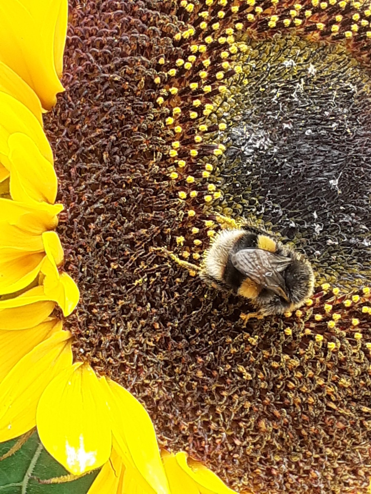 Bumblebee on a sunflower | Scrolller