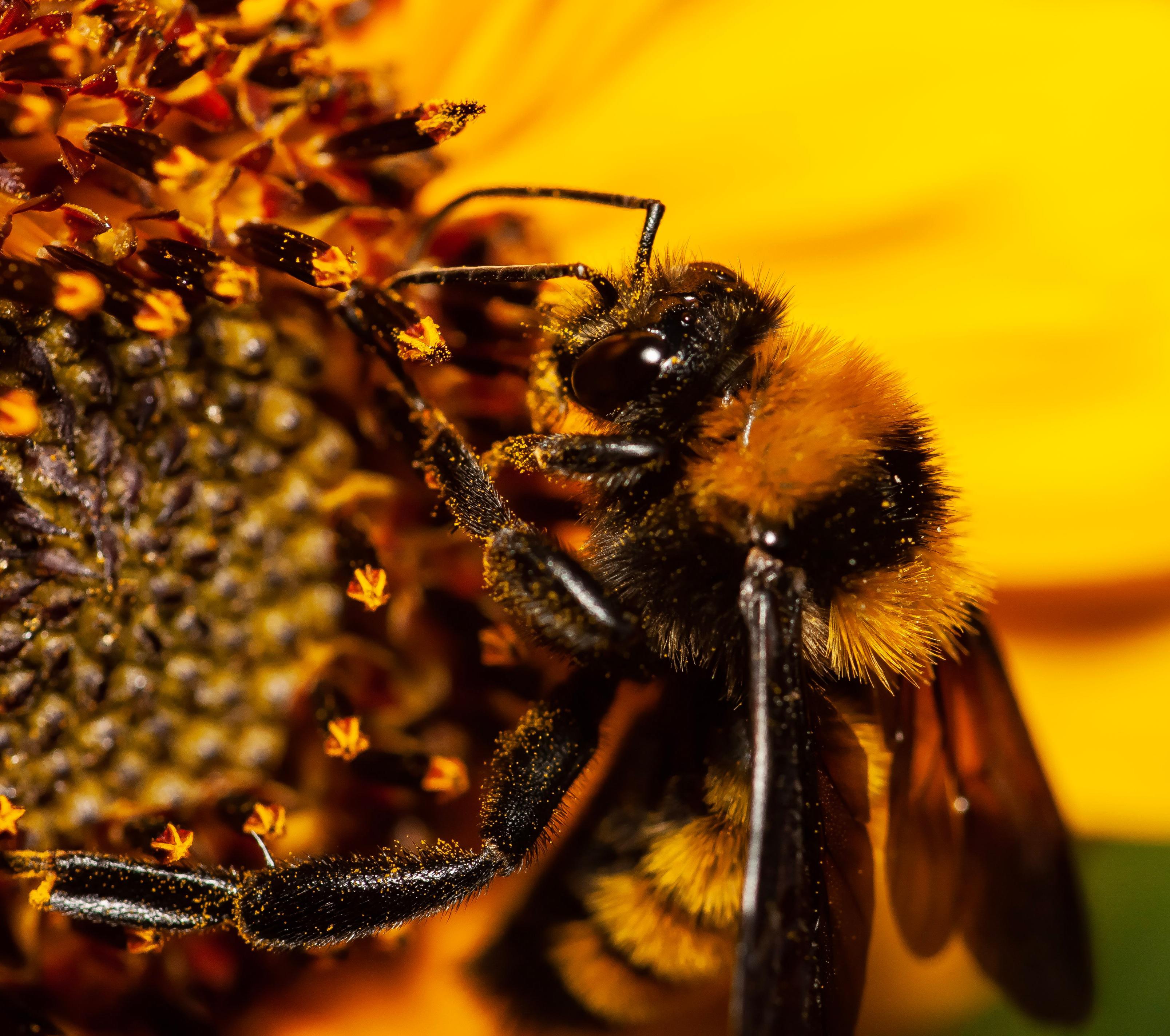 Bumblebee visiting a sunflower [OC] | Scrolller