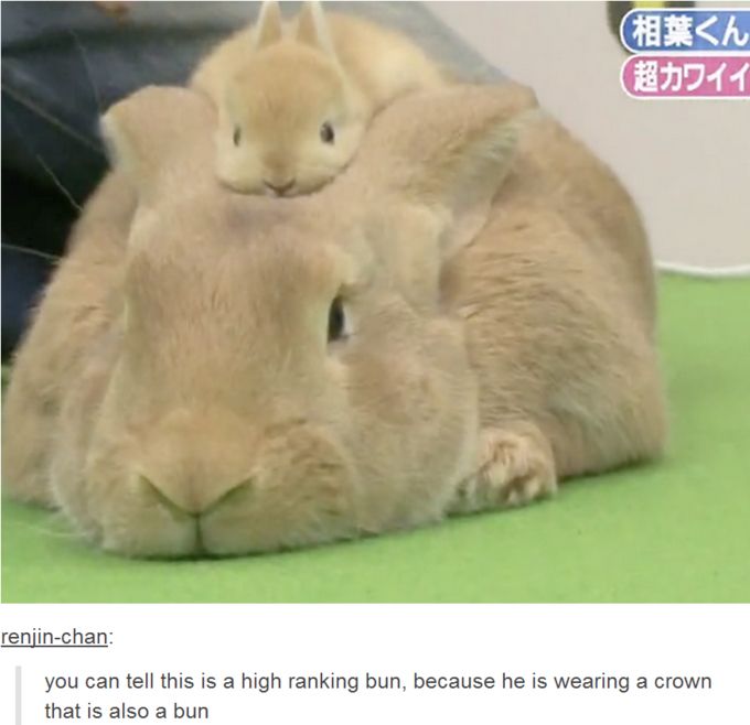 Bun king, King of Buns | Scrolller