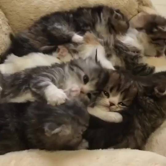 Bundle of kittens. | Scrolller