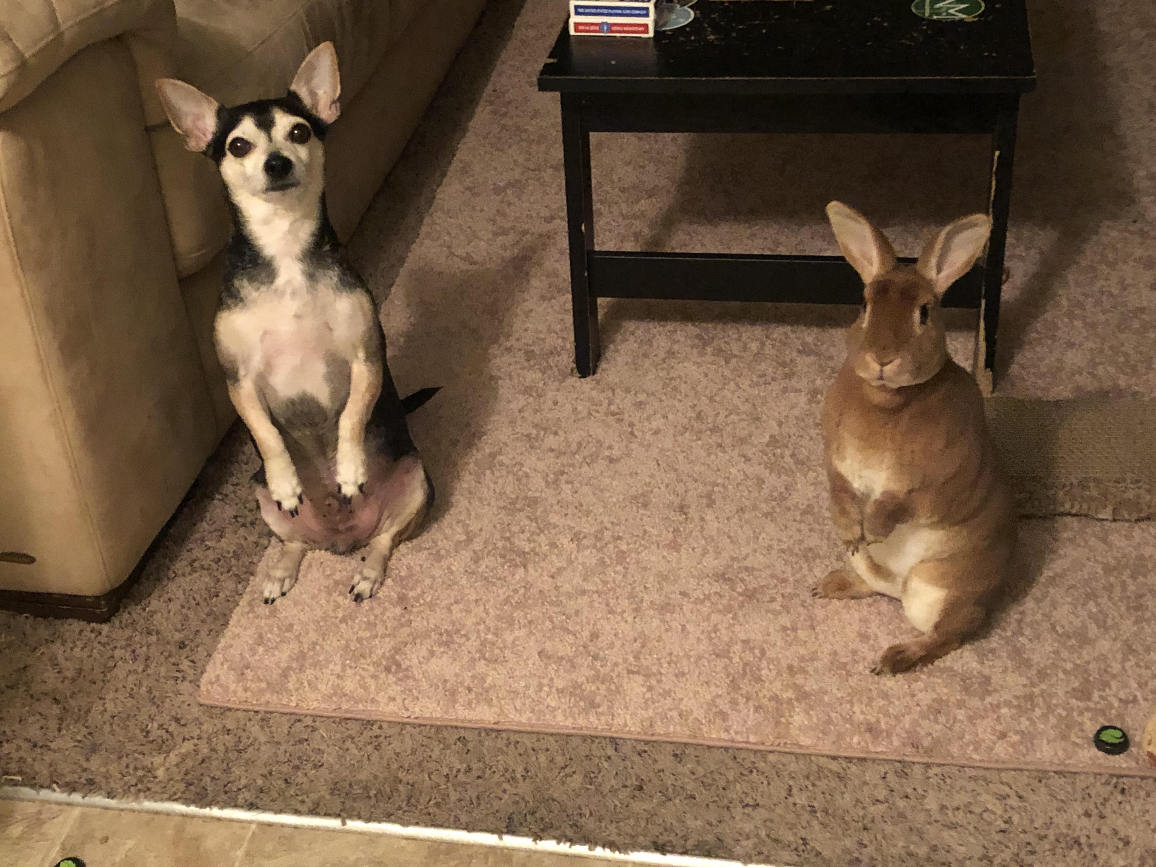 Bunny and dog have been bonding... | Scrolller