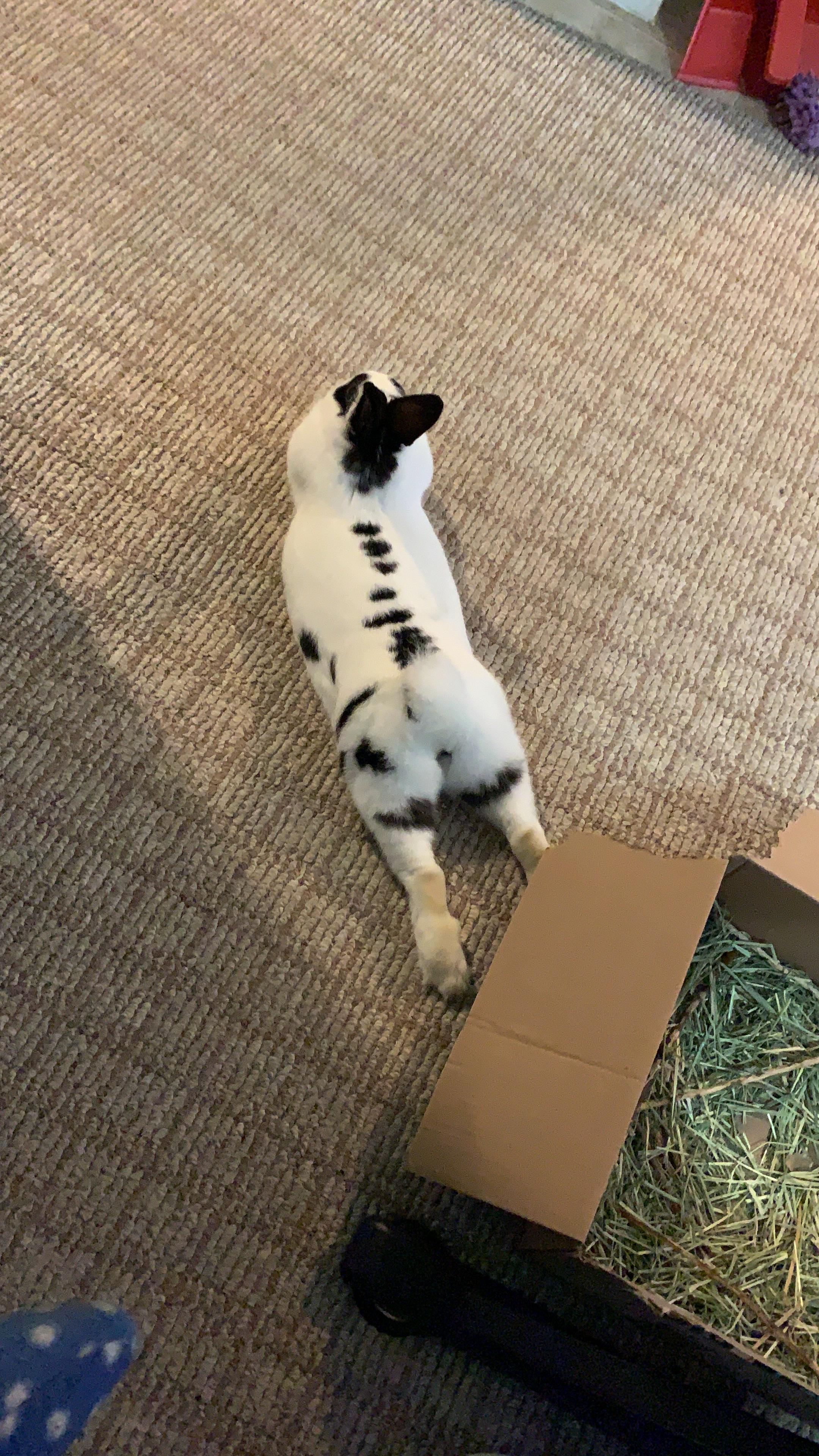 bunny sploot | Scrolller