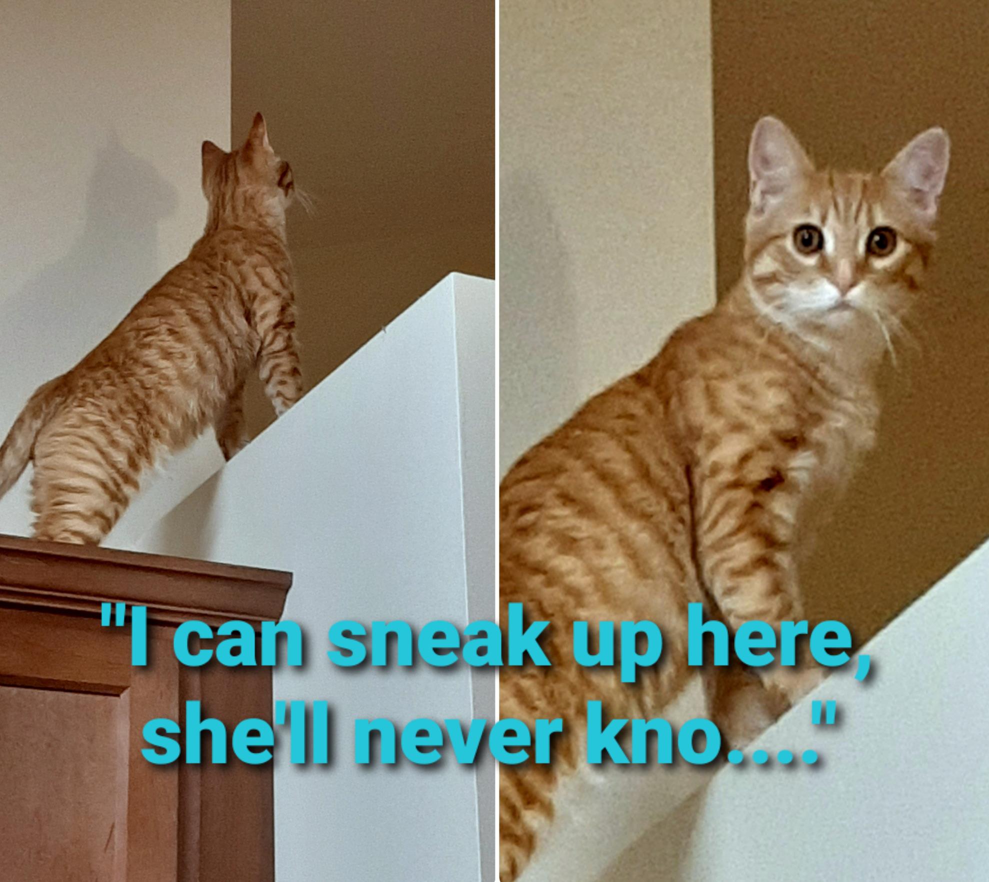 ...busted | Scrolller