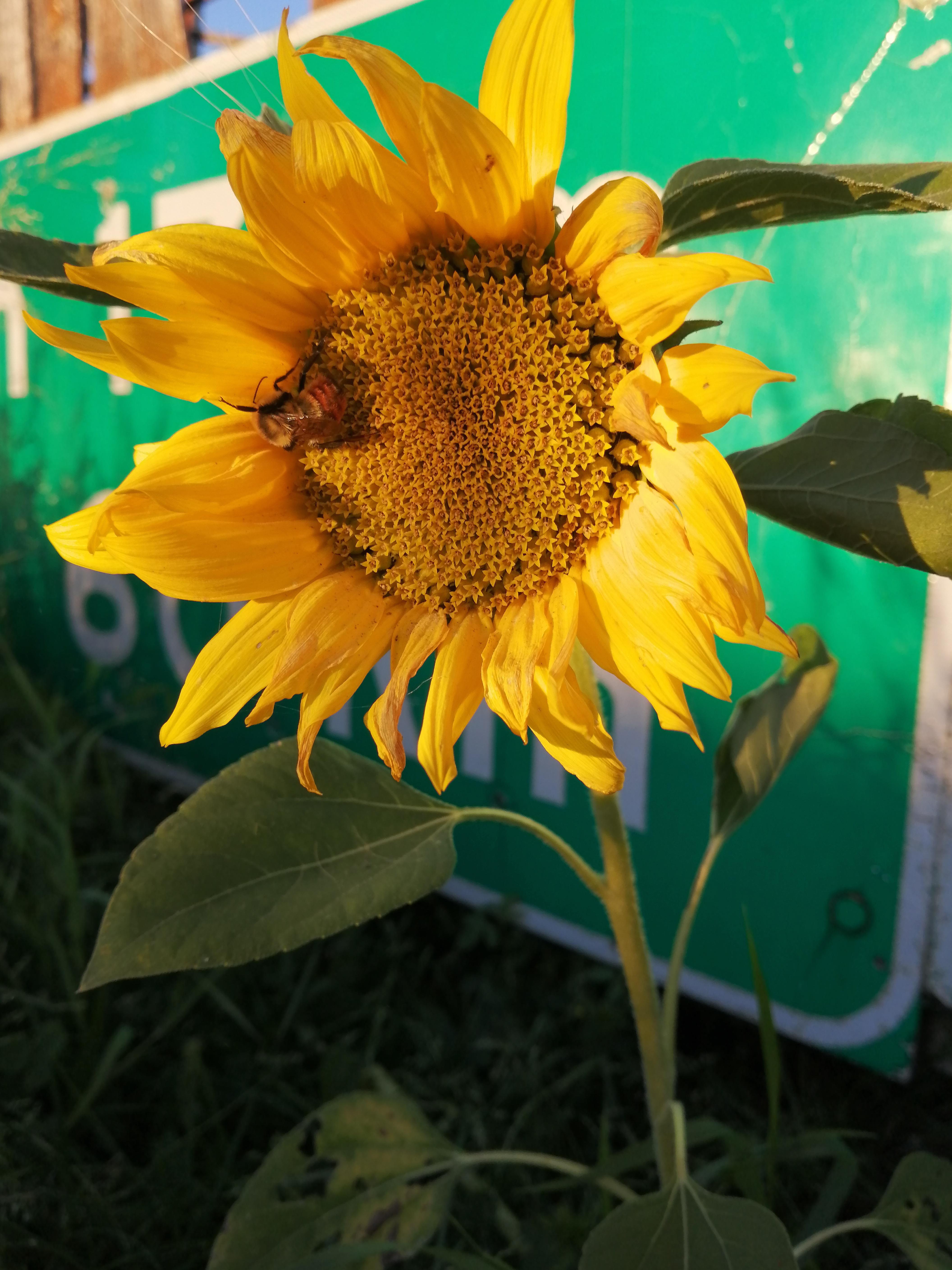 Busy bee | Scrolller