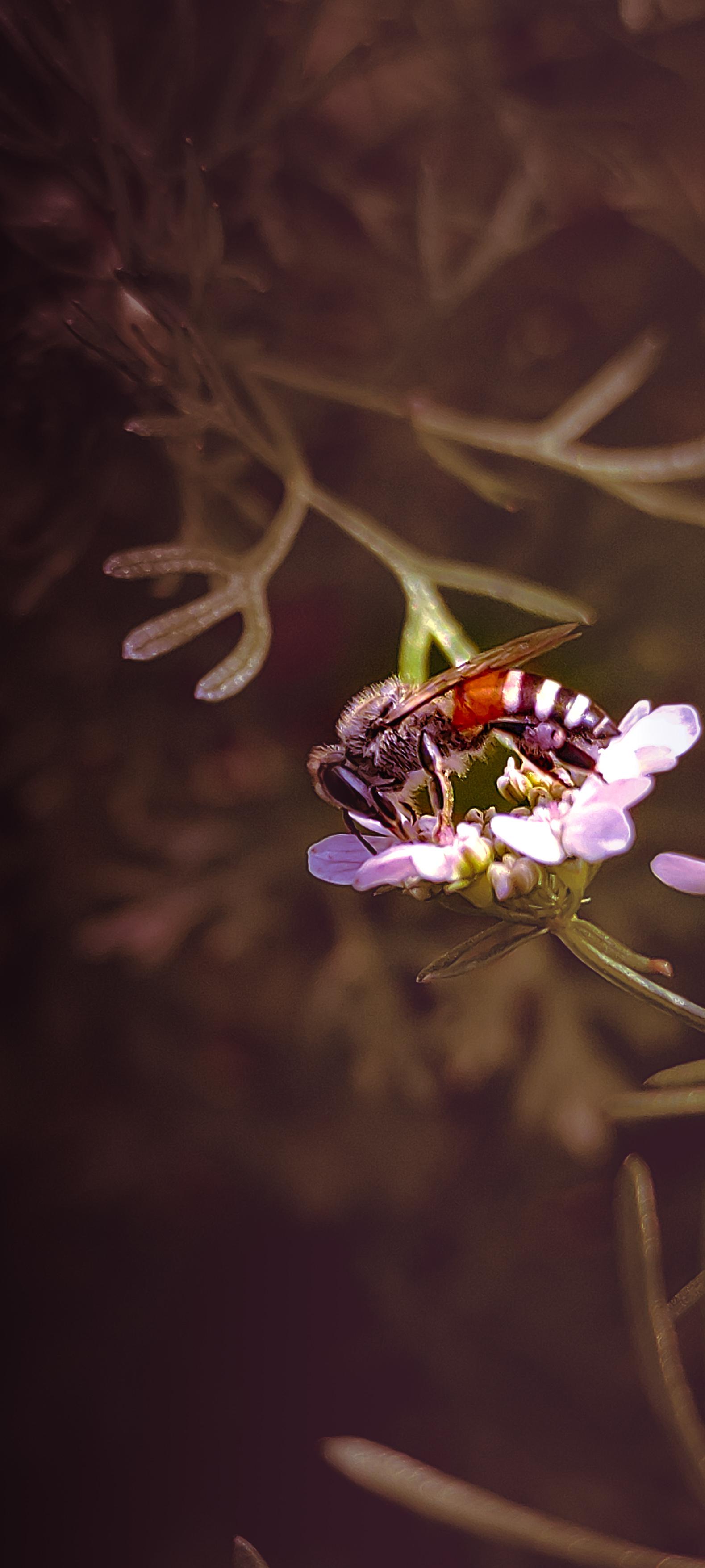 Busy Bee...! [OC] [OS] [1579x3510] | Scrolller