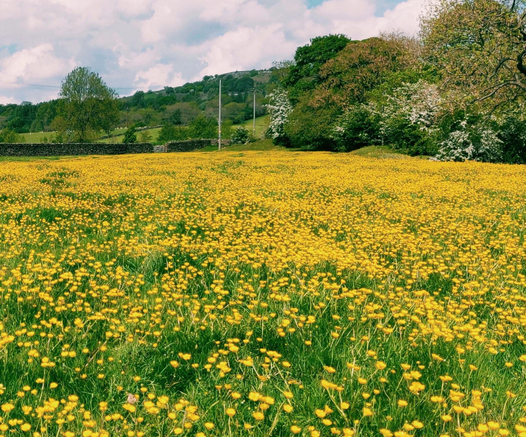 Buttercup meadow in cobbydale | Scrolller