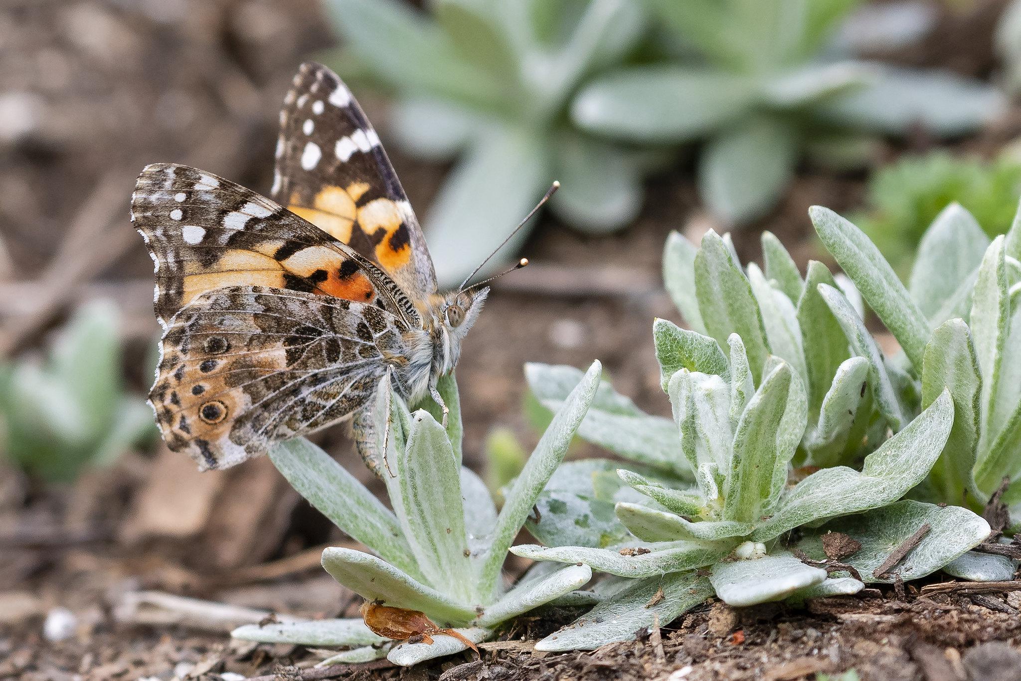 Butterfly garden is paying off! Painted lady laying eggs on their preferred host plant, pearly ...