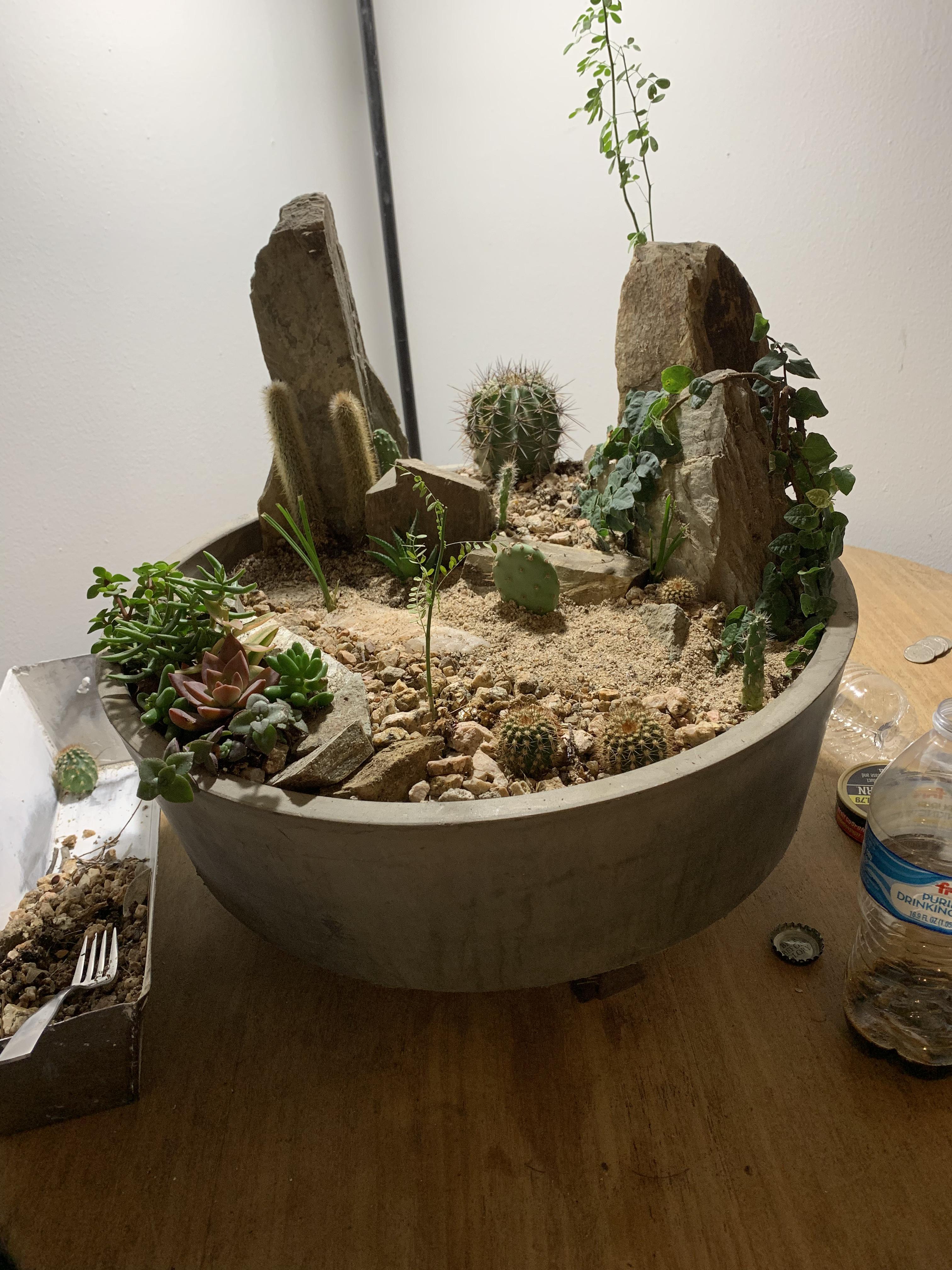 Cacti scene | Scrolller