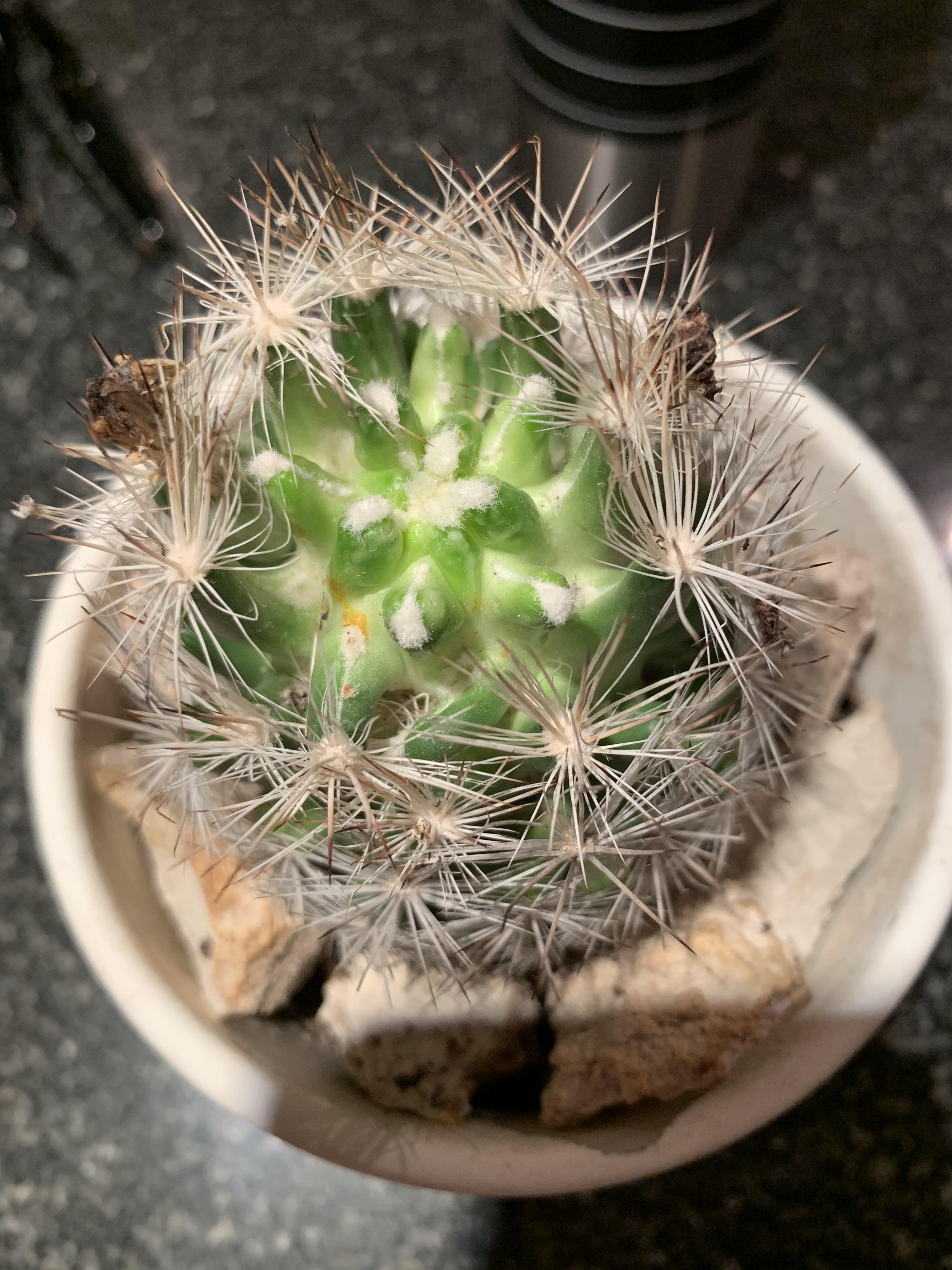 Cactus Bloomed and now looks like it is growing rapidly? is this normal ...