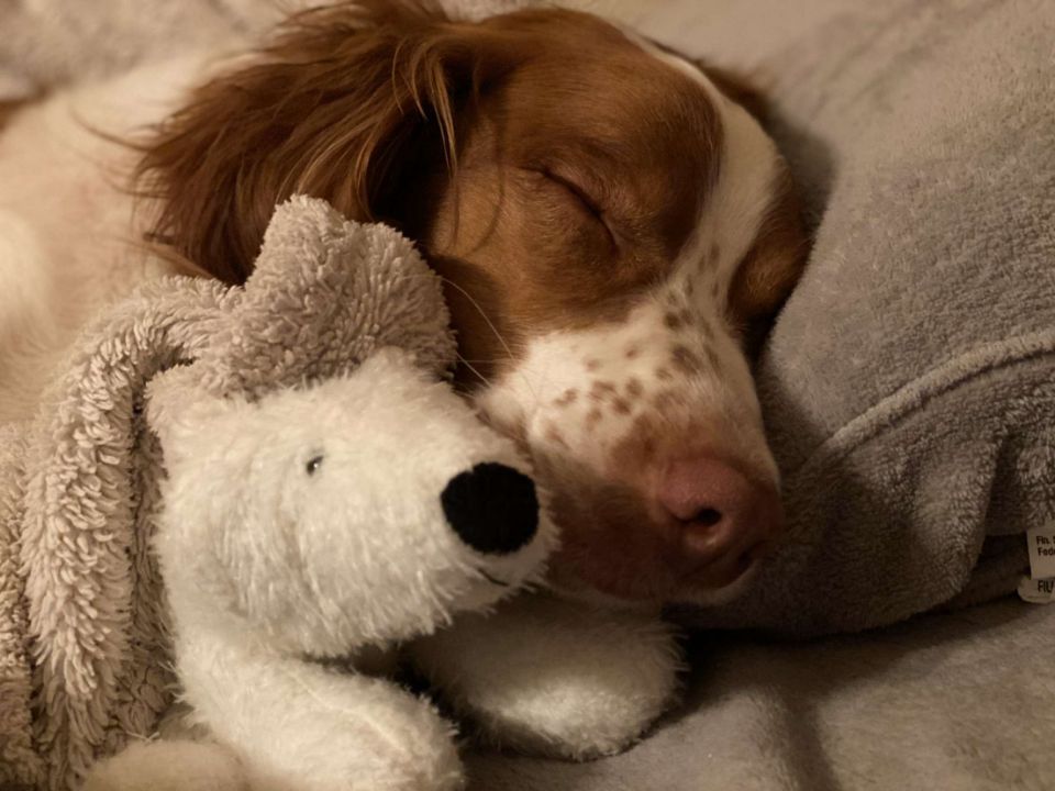 Cadeau snuggling with his stuffed animal | Scrolller