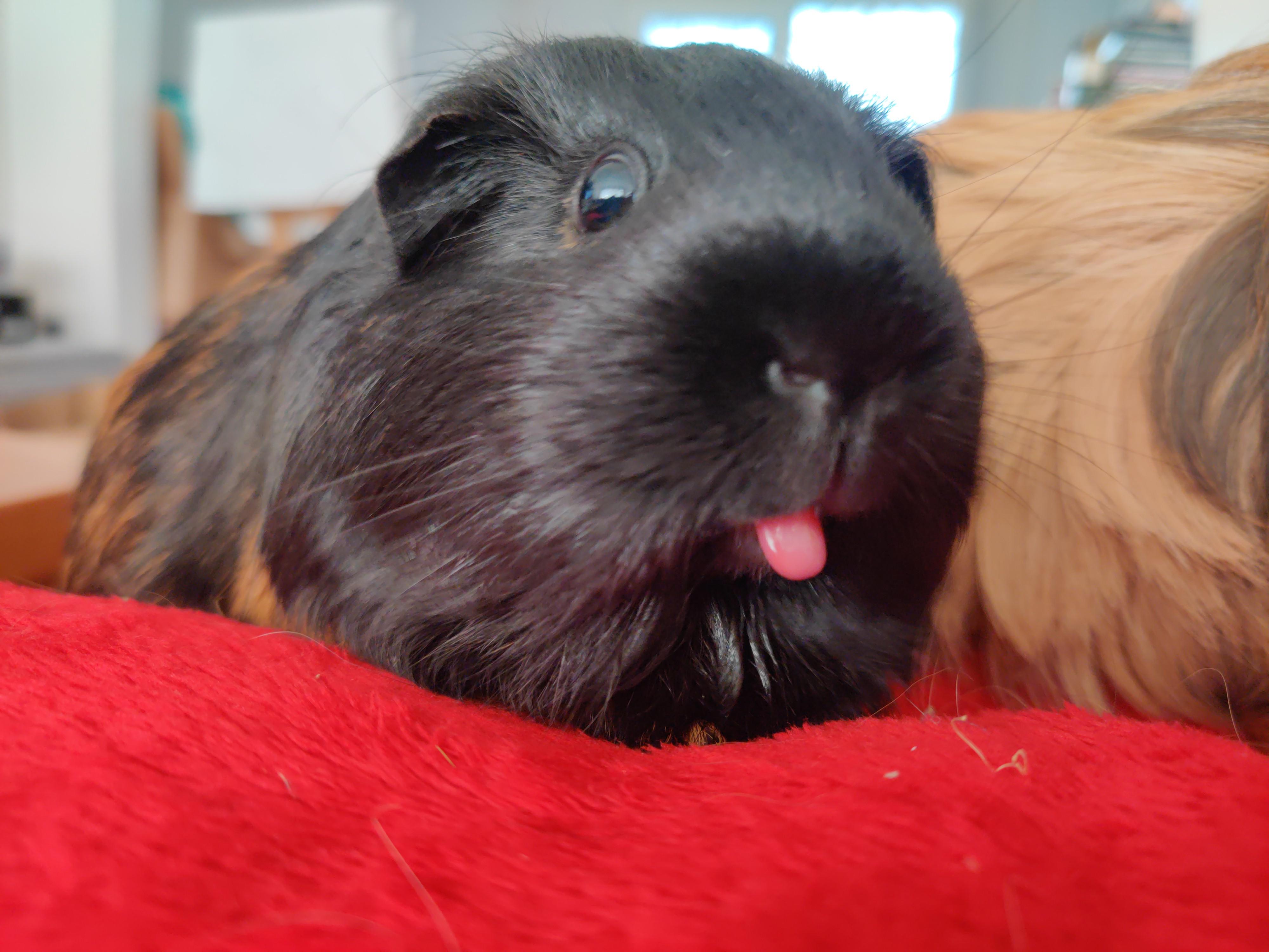 Cagney doing a blep | Scrolller