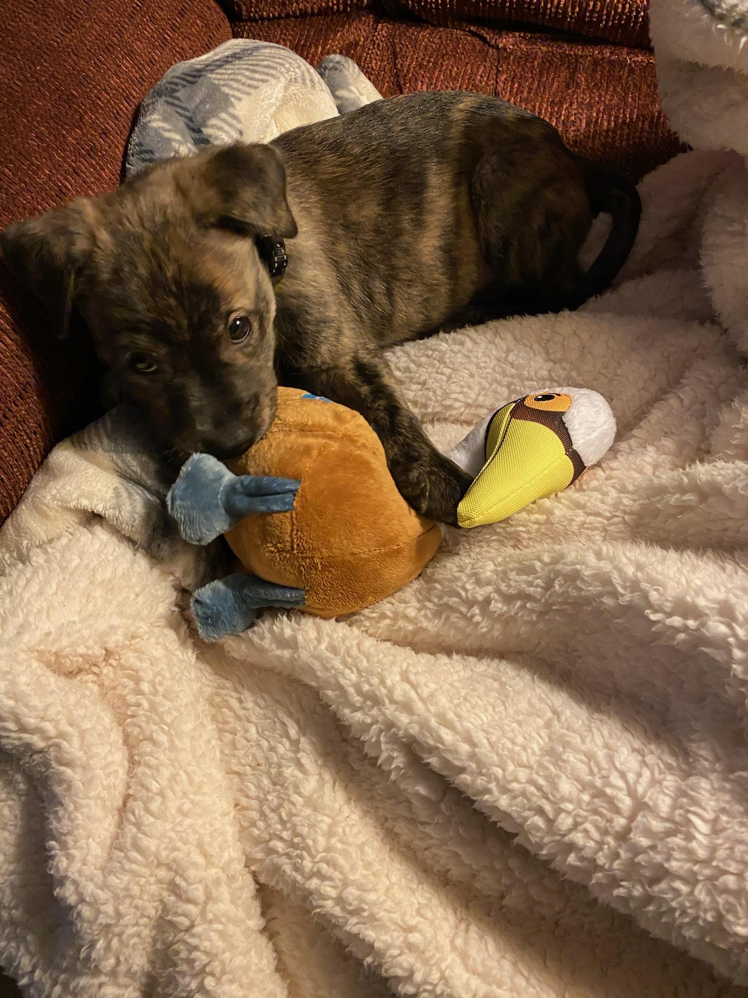 Cake day doggo post part 2 | Scrolller