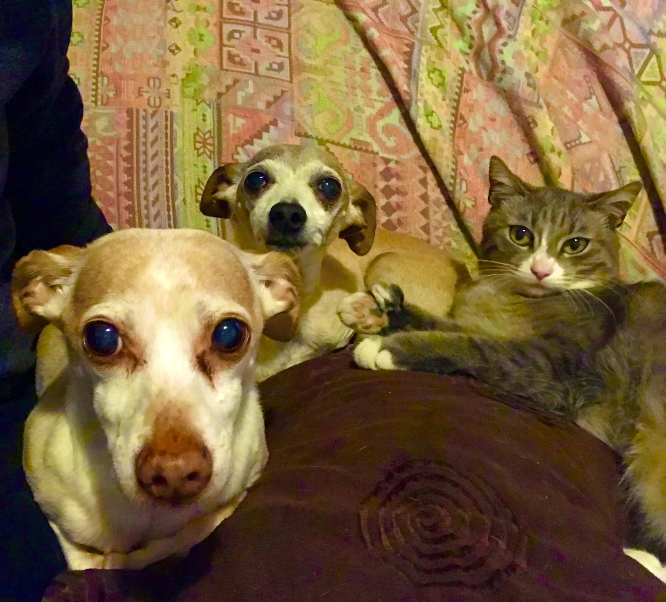 Cake day post! They love to sit together and judge my entertainment ...