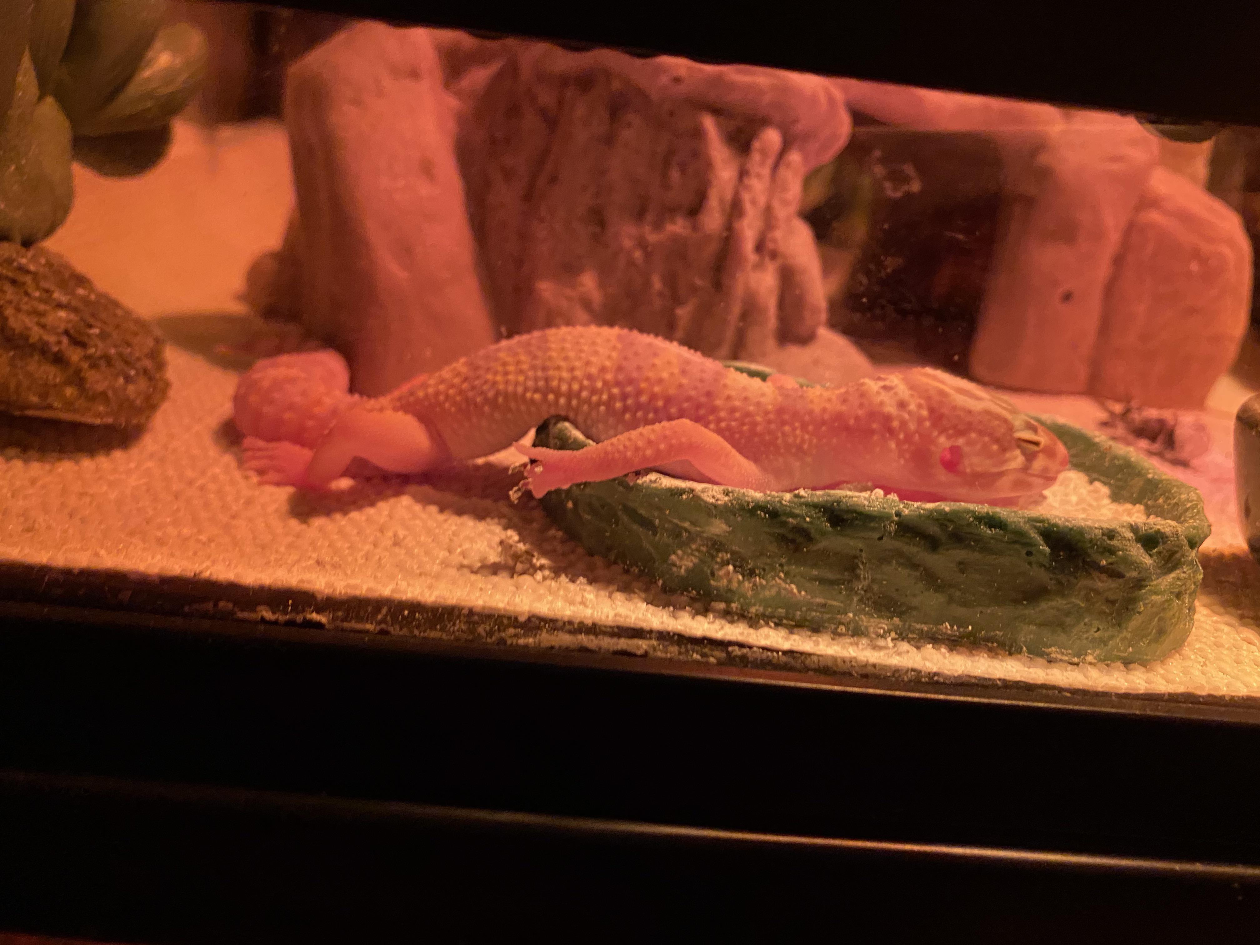 Calcium Sploot | Scrolller