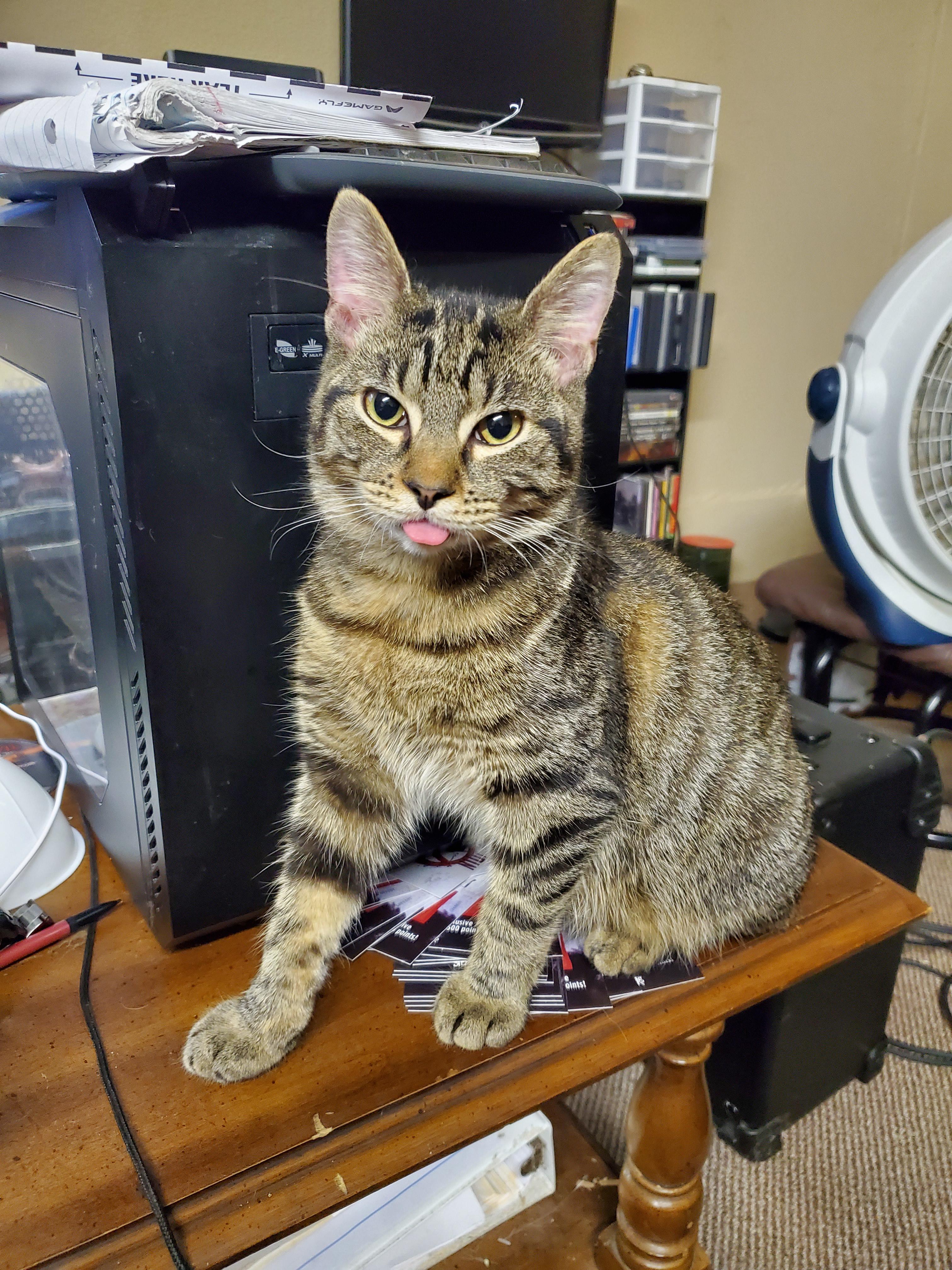 Calico derp | Scrolller