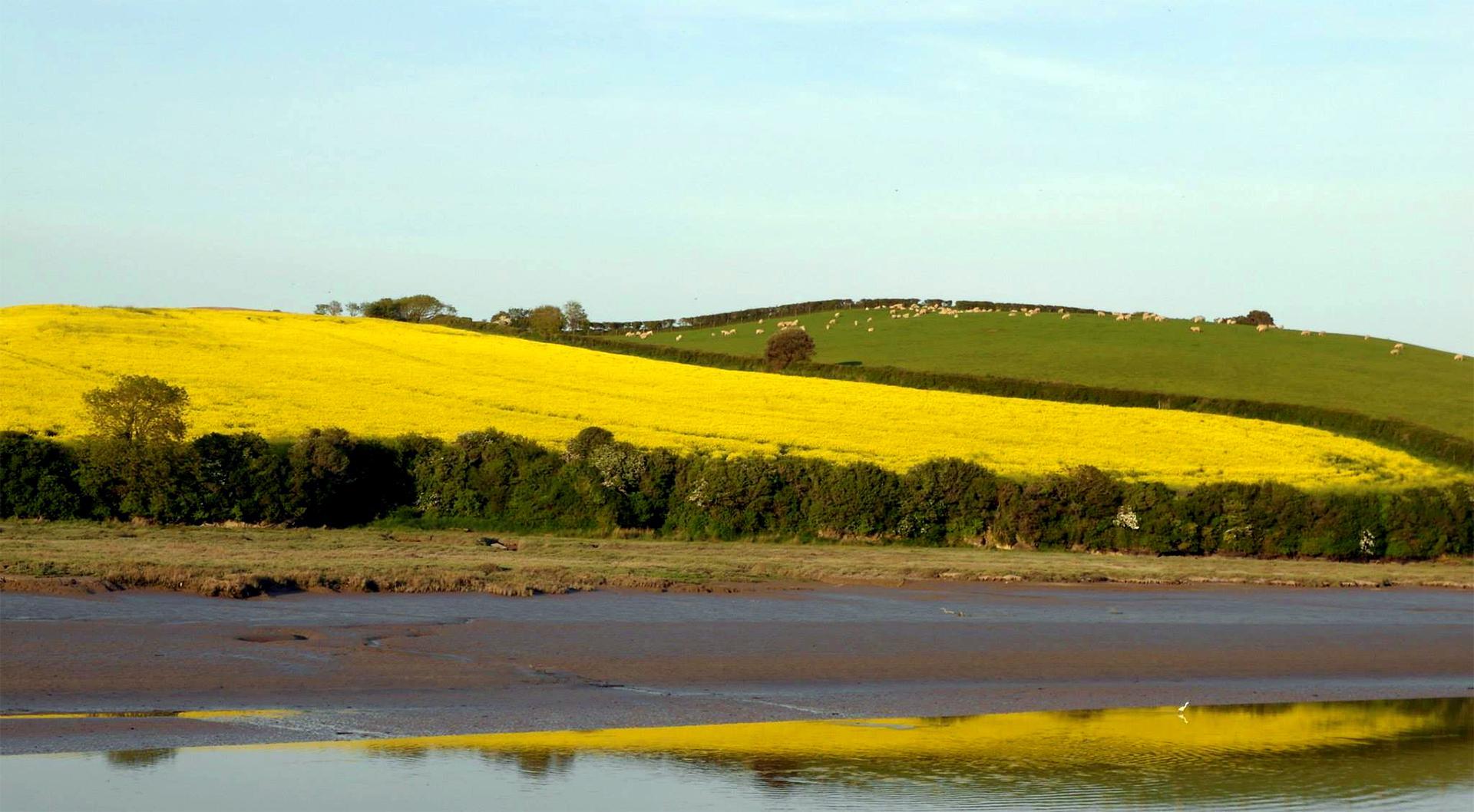 Camel Trail, Wadebridge, Cornwall [1920X1058] [OC] | Scrolller