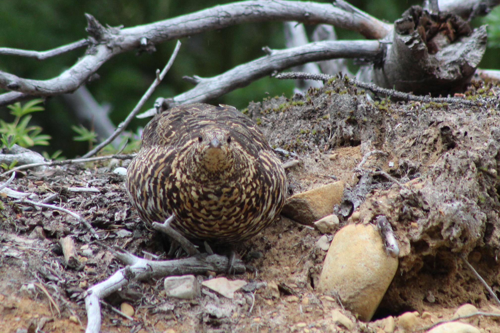 Camo borb | Scrolller