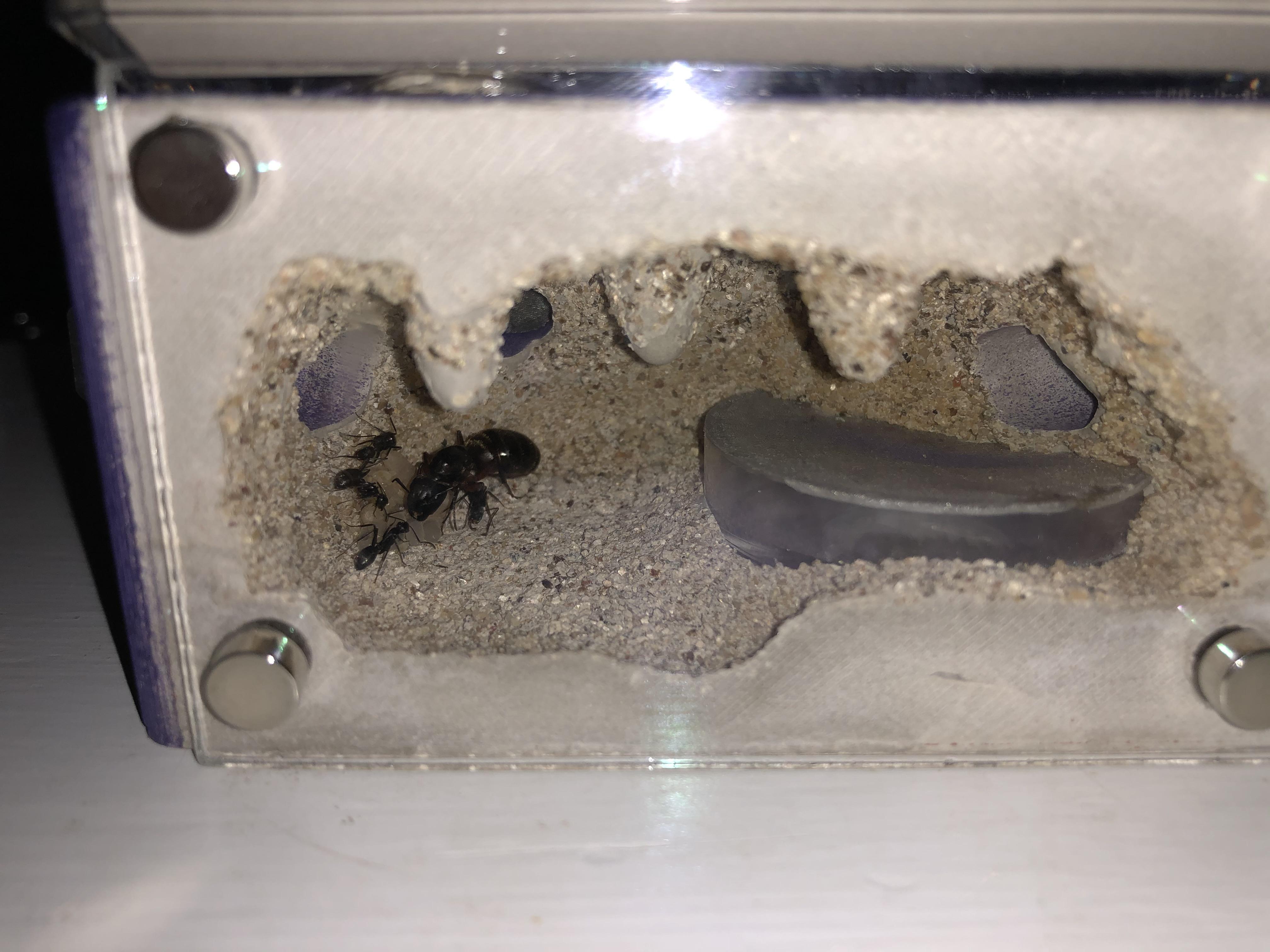 Camponotus herculeanus moved into her mini-hearth | Scrolller