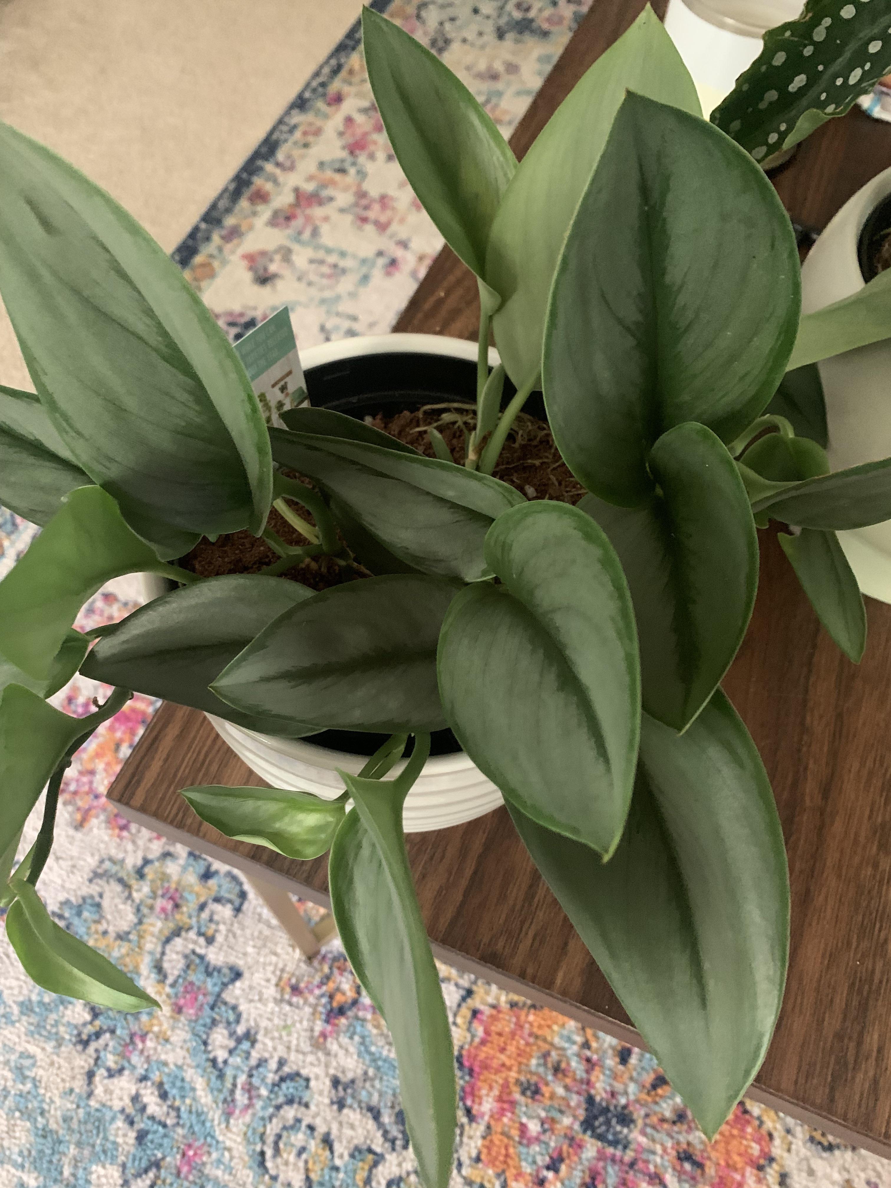 Can anyone help identify this plant?? | Scrolller