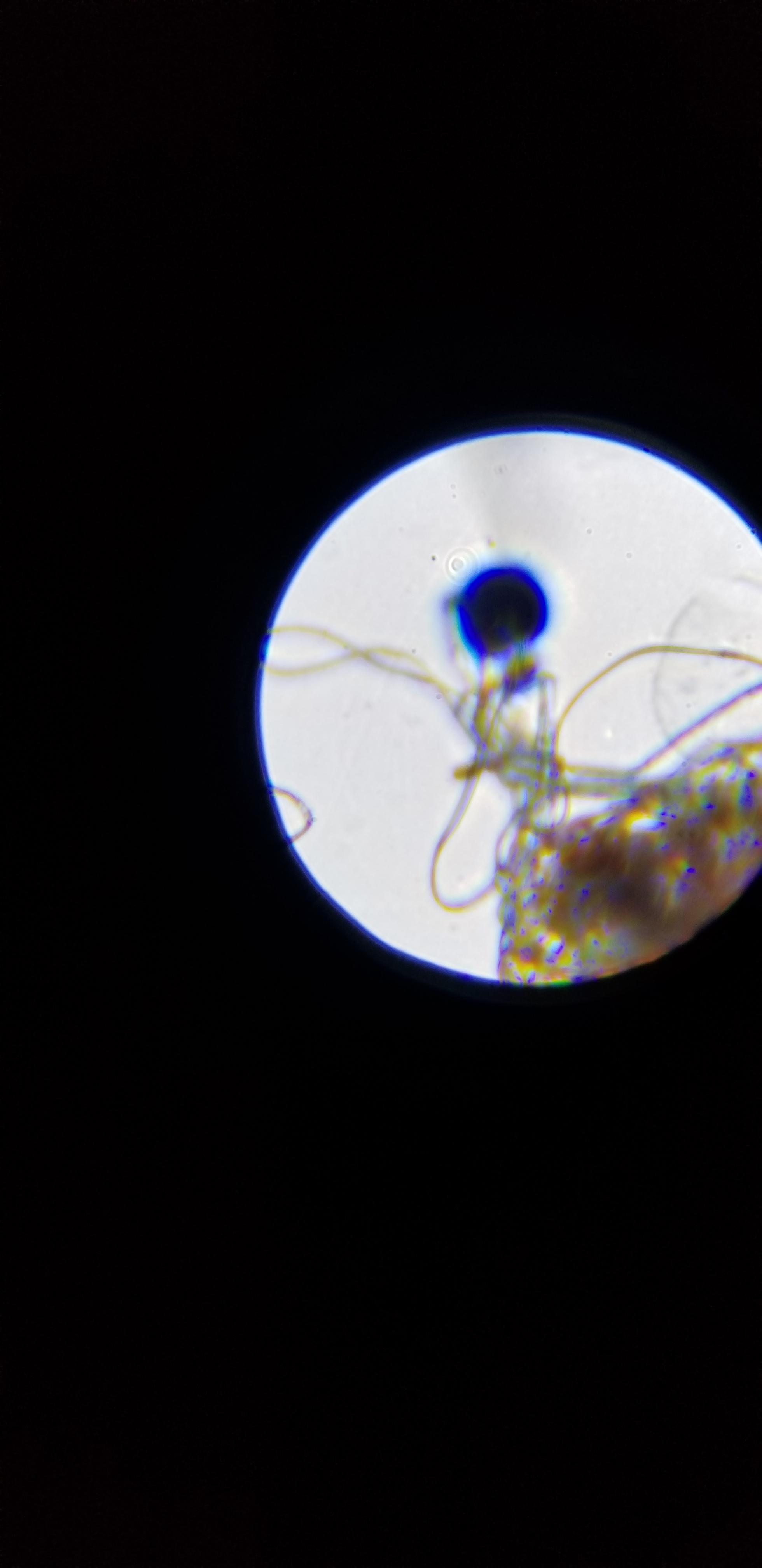 Can anyone help to identify this | Scrolller